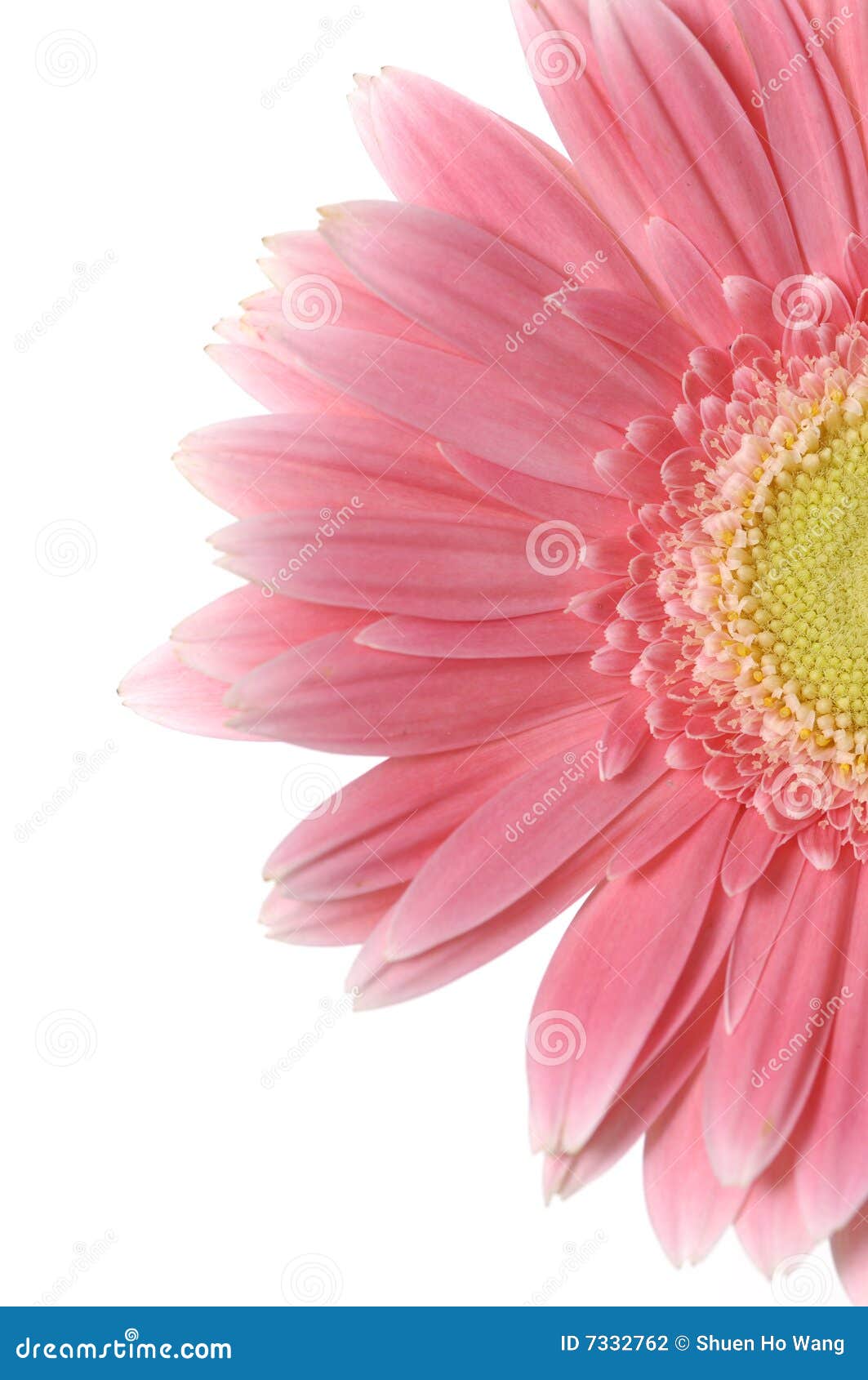 Pink sunflower stock photo. Image of gift, background - 7332762