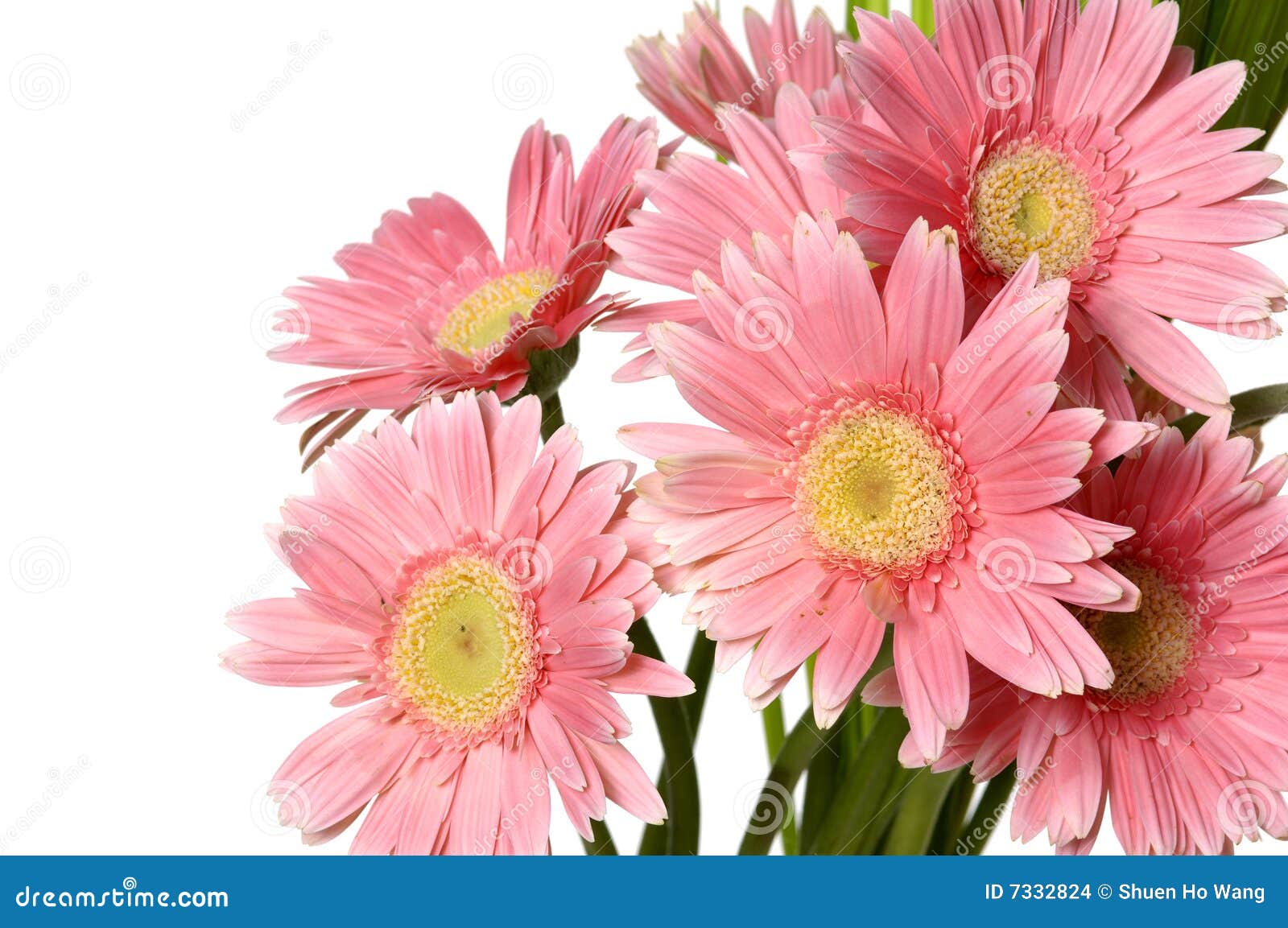 Pink sunflower stock photo. Image of holiday, beauty, garden - 7332824