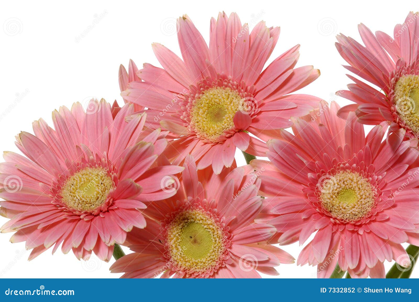 Pink sunflower stock photo. Image of celebration, isolated - 7332852