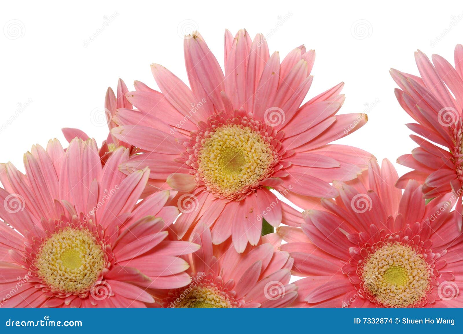Pink sunflower stock photo. Image of isolated, garden - 7332874