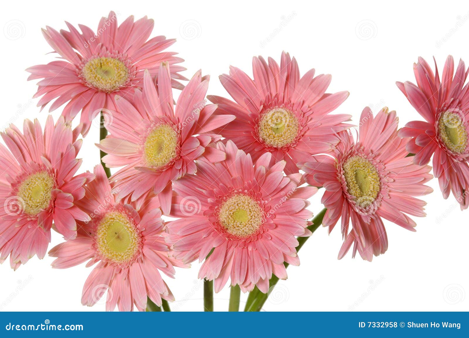 Pink sunflower stock photo. Image of florist, blooming - 7332958