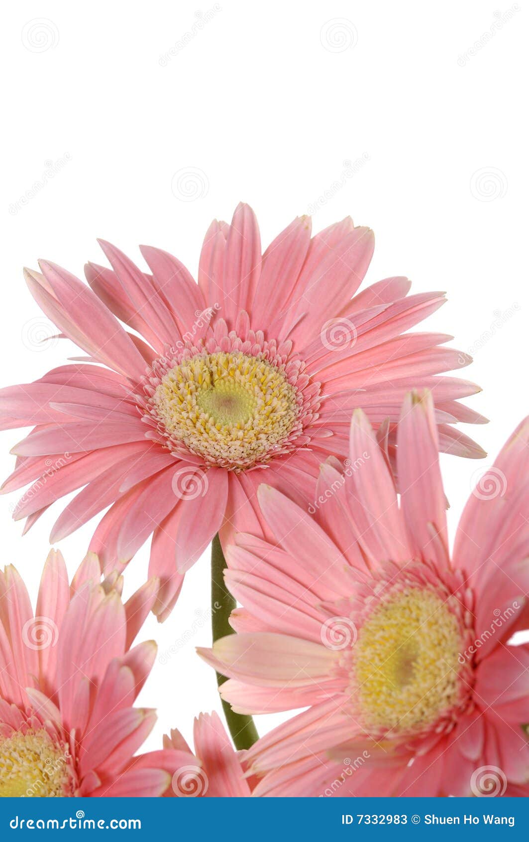 Pink sunflower stock image. Image of floral, blooms, closeup - 7332983