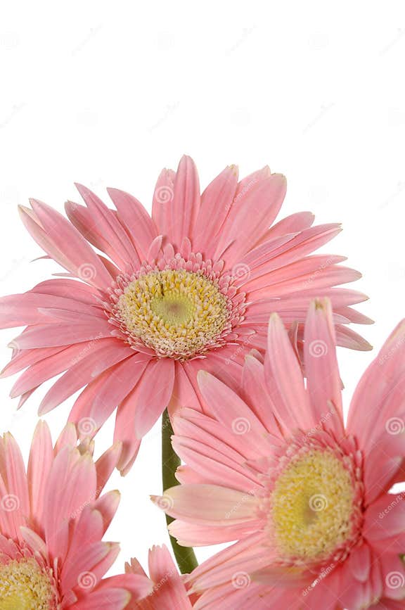Pink sunflower stock image. Image of floral, blooms, closeup - 7332983