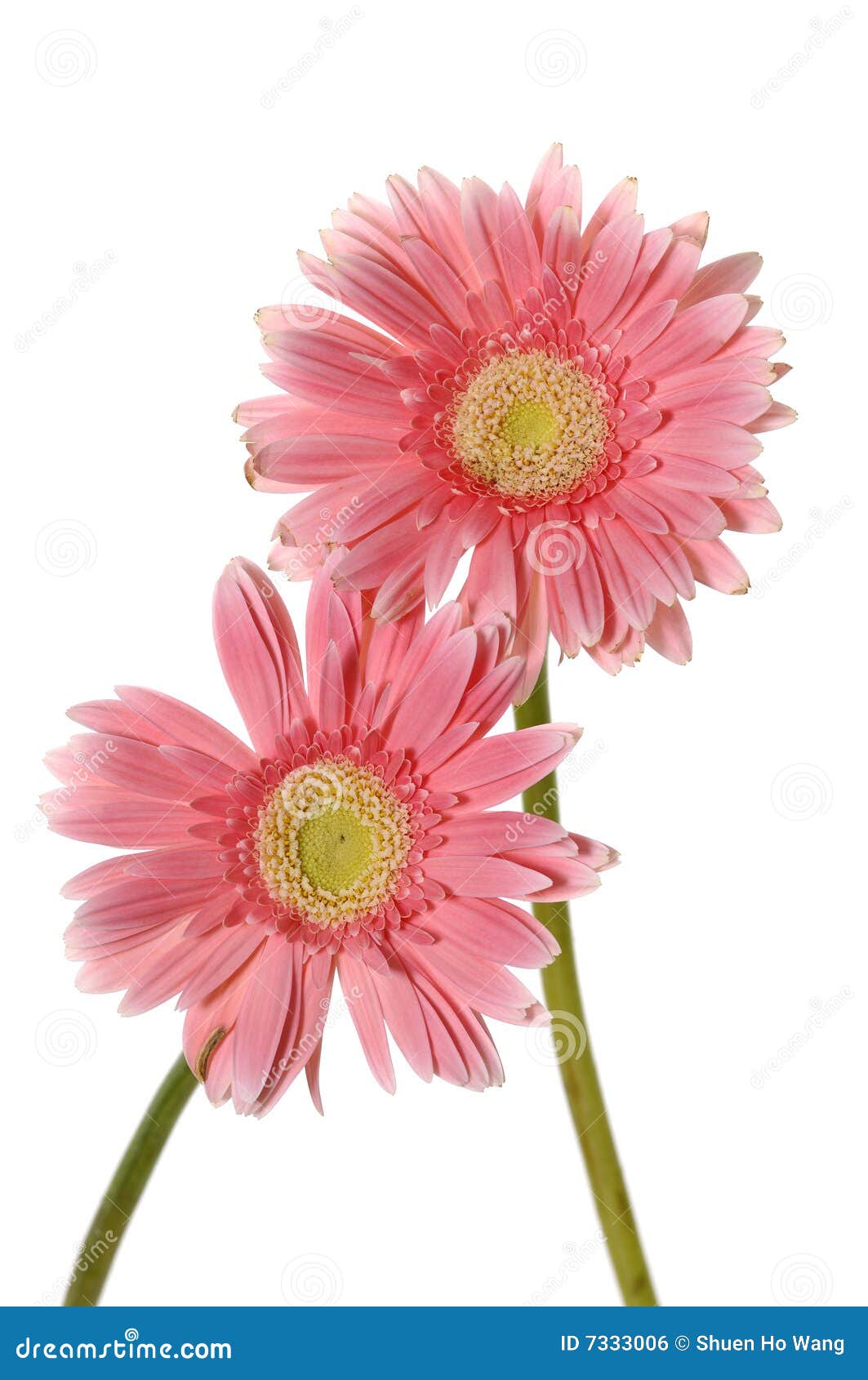 Pink sunflower stock photo. Image of blooms, fresh, frame - 7333006