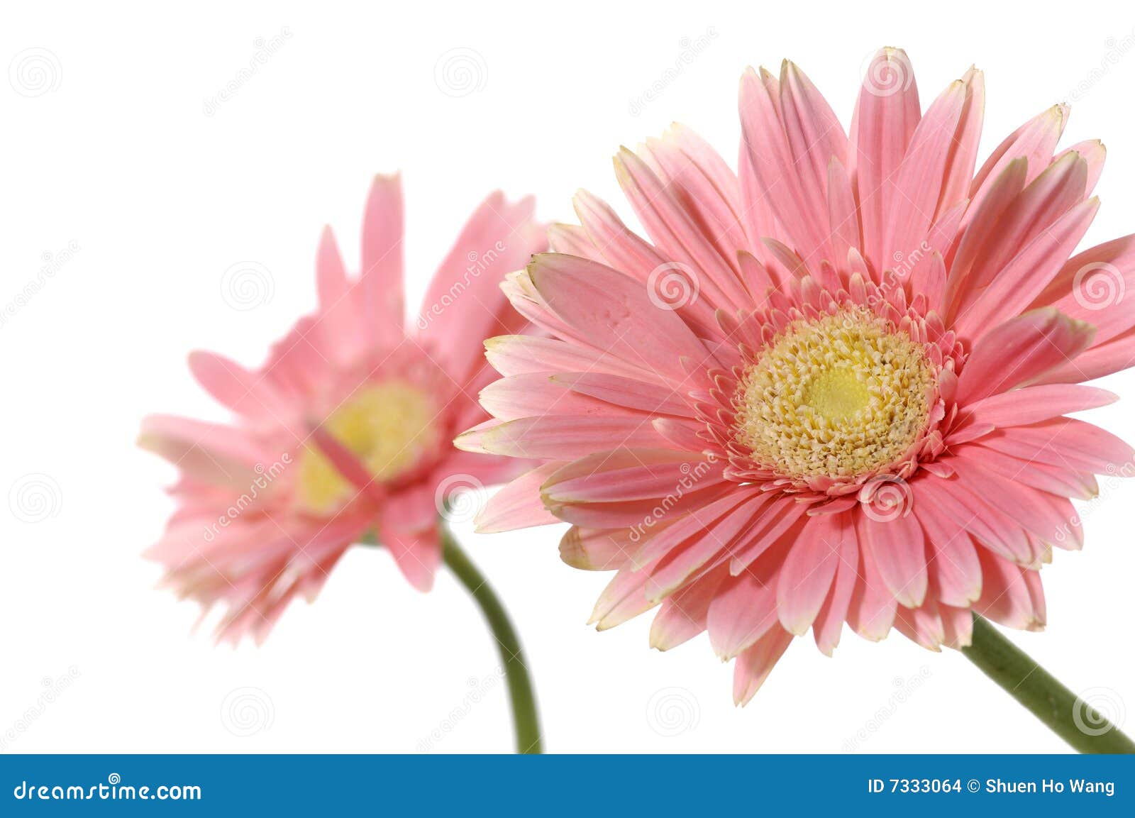 Pink sunflower stock photo. Image of design, bright, beauty - 7333064