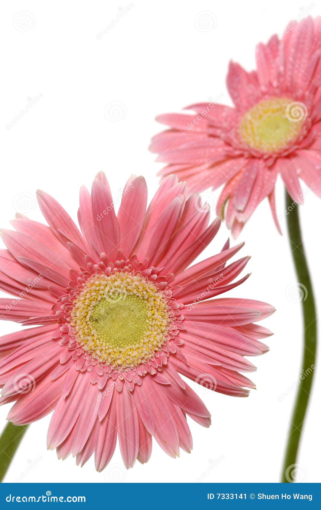 Pink sunflower stock image. Image of bright, fresh, isolated - 7333141