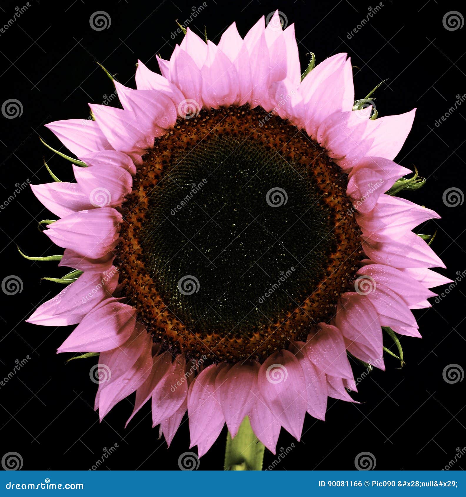 Pink Sunflower Isolated stock photo. Image of circle - 90081166