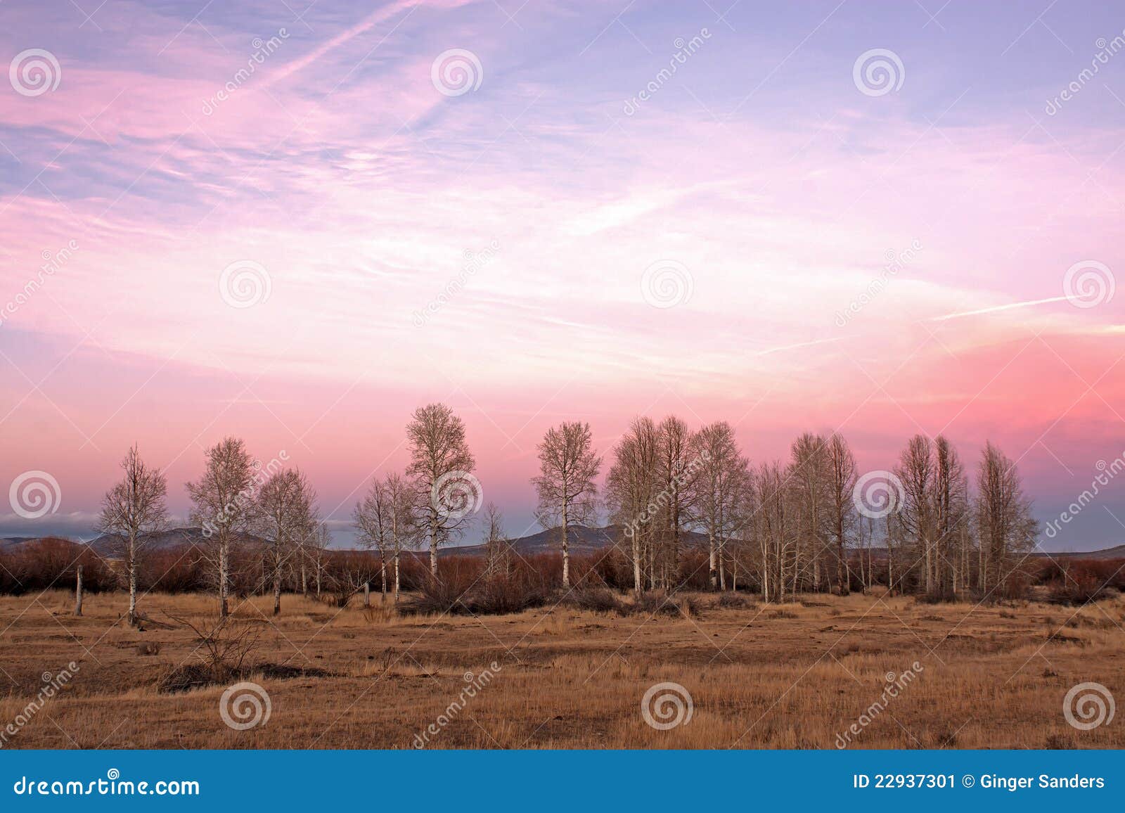 Pink Sunset Aspen Trees stock image. Image of horizontal - 22937301