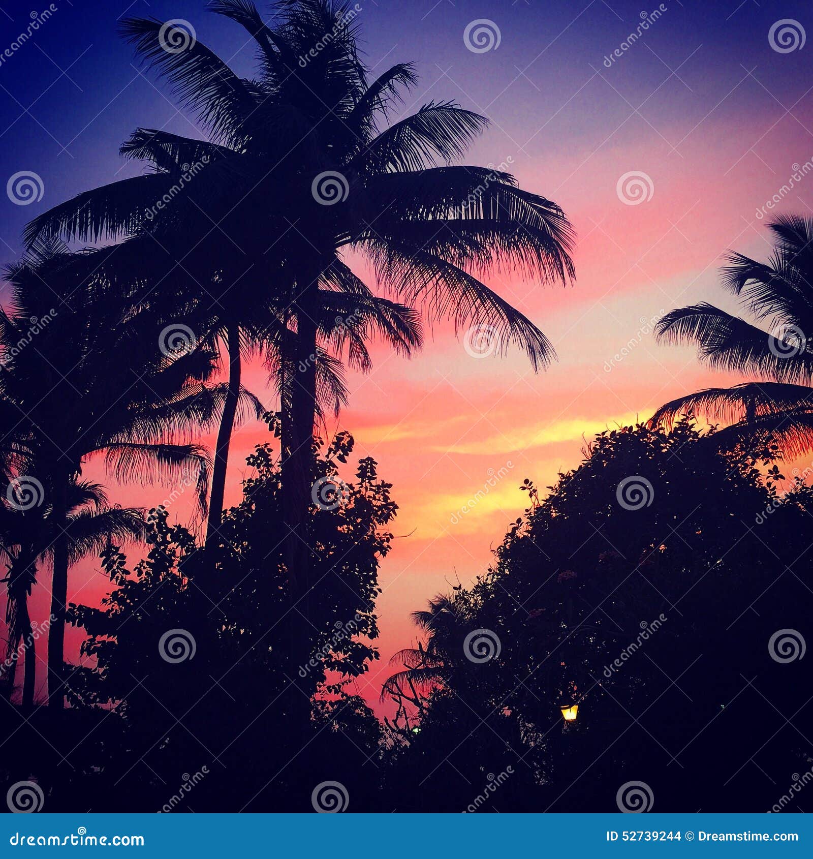 Pink sunset stock photo. Image of palm, orange, tree - 52739244