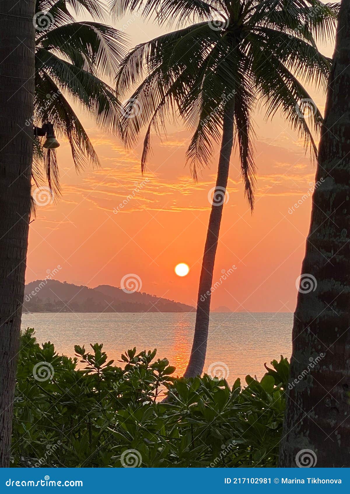 Pink Sunset on the Beach and Palm Trees. Stock Image - Image of krone ...