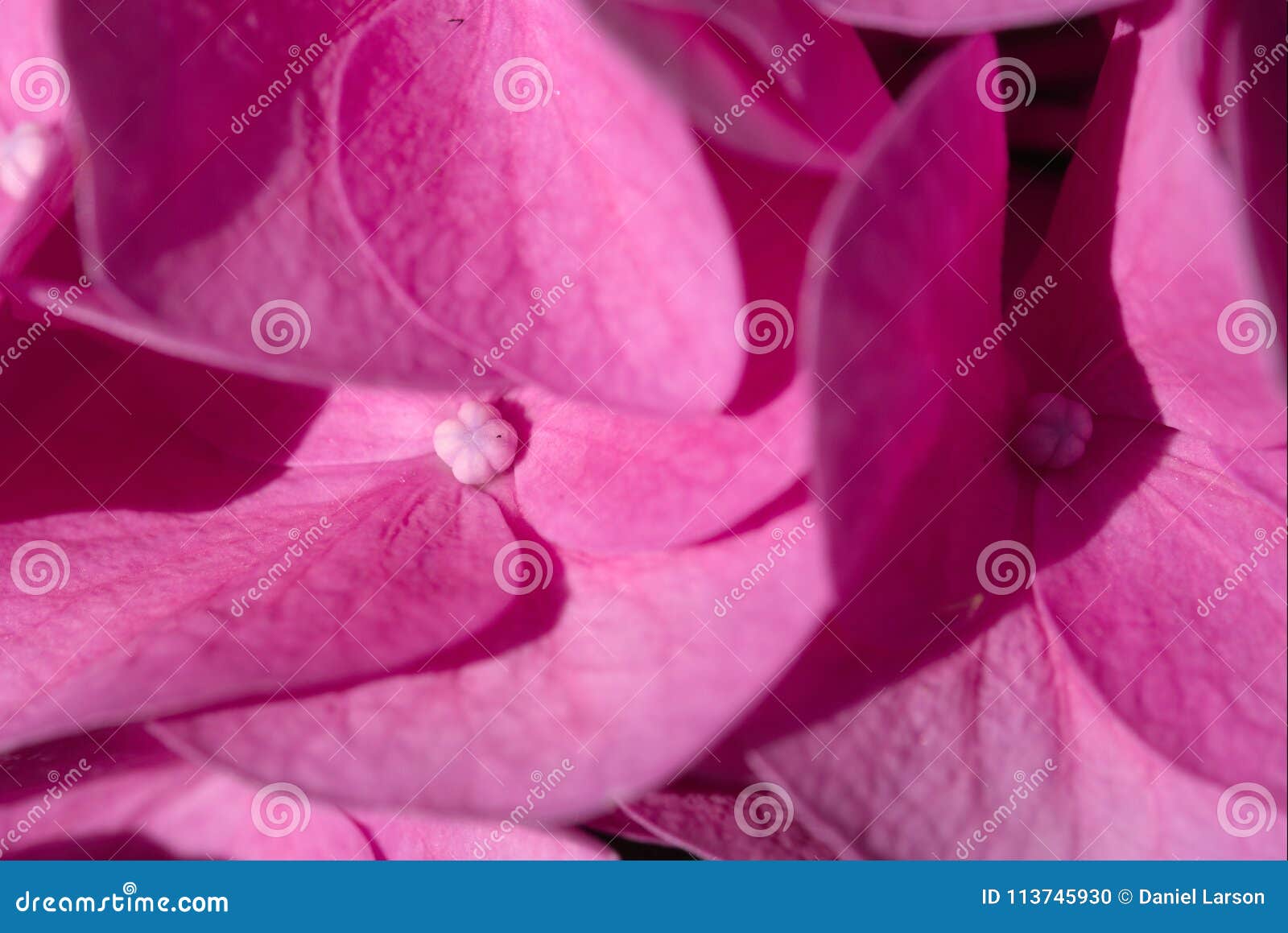 Pink Sunset Hyrangea stock photo. Image of summer, blossom - 113745930