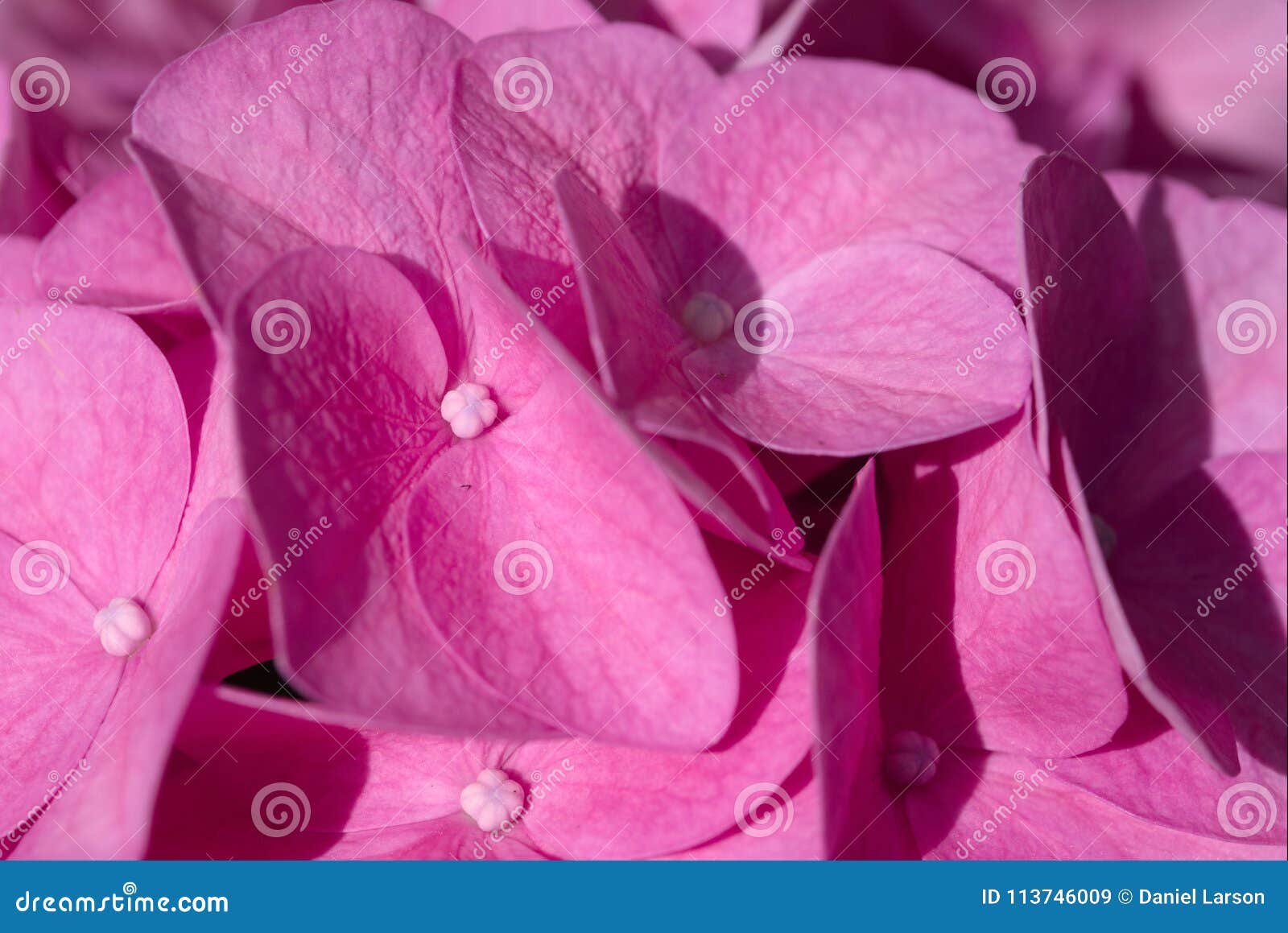 Pink Sunset Hyrangea stock image. Image of bloom, hyrangea - 113746009
