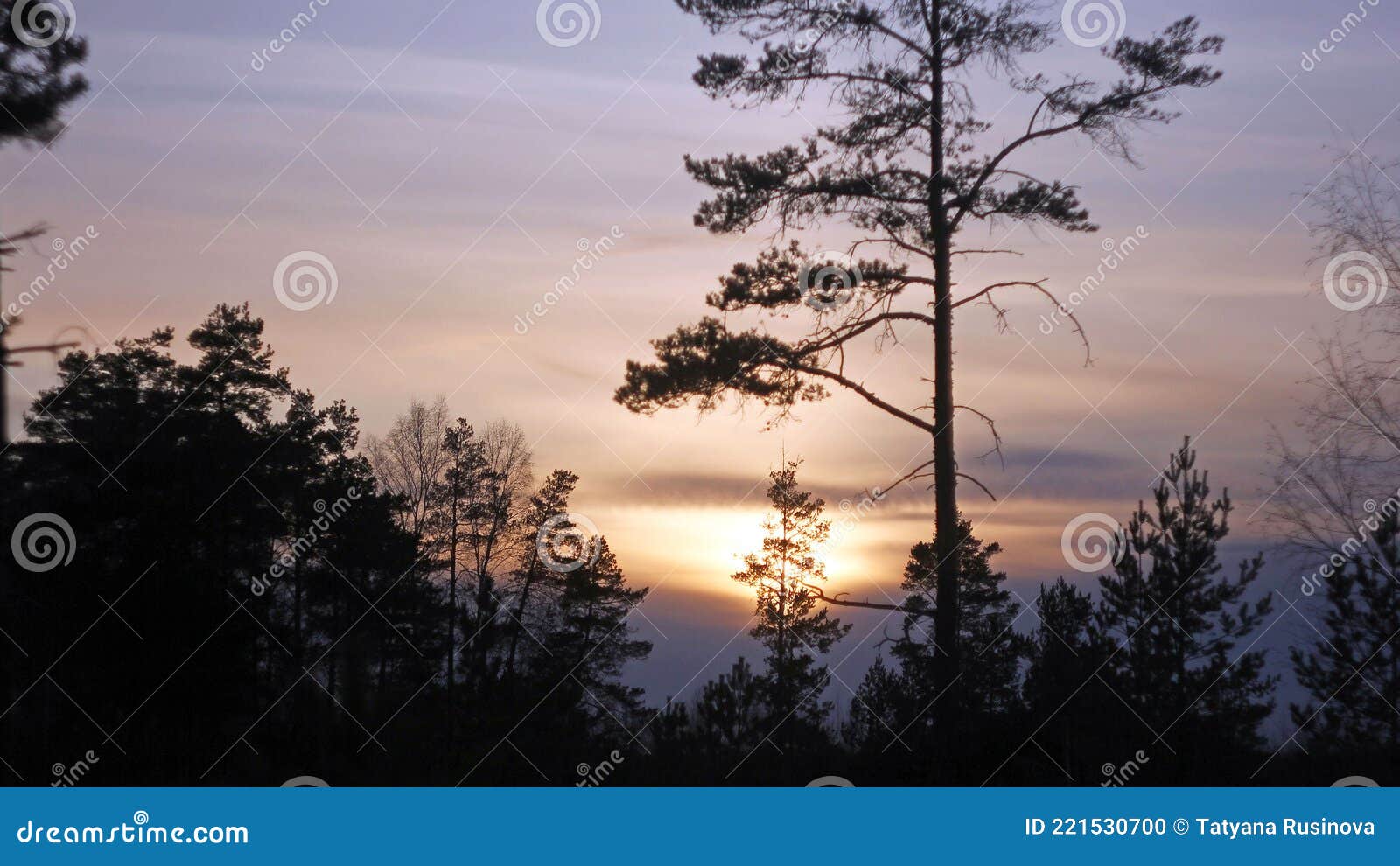 Pink Sunset Over a Pine Forest, Sunset in the Clouds, Wildlife Stock ...