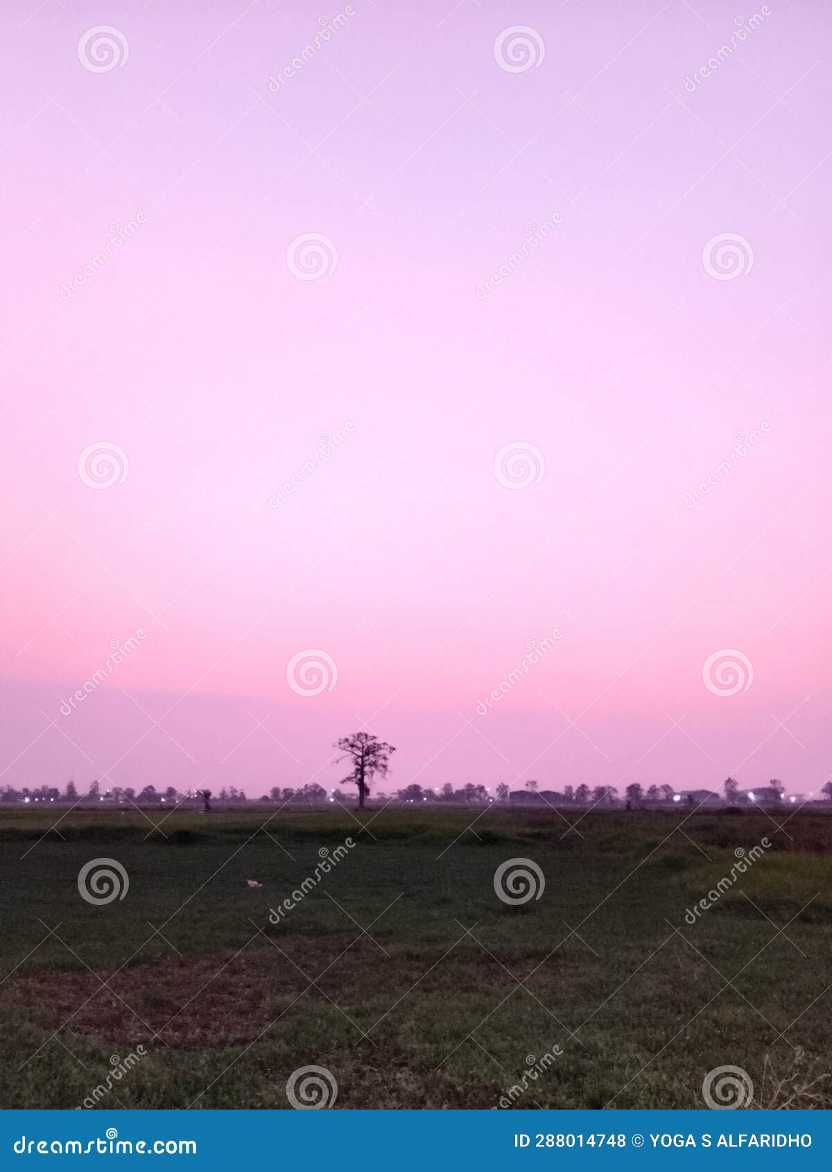 Pink Sunset Sky he Cool and Beautiful Rice Field Area Stock Photo ...