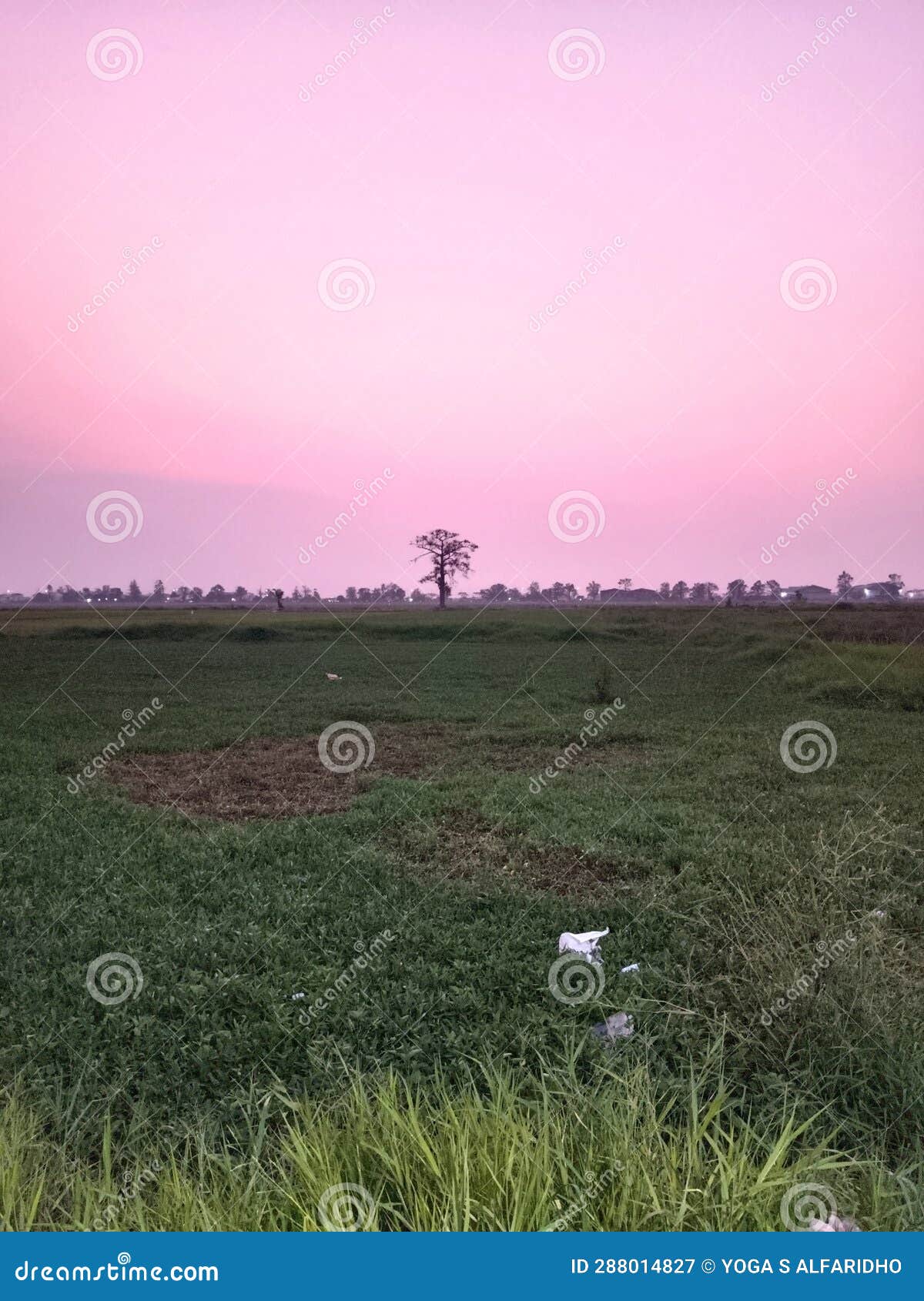 Pink Sunset Sky he Cool and Beautiful Rice Field Area Stock Image ...