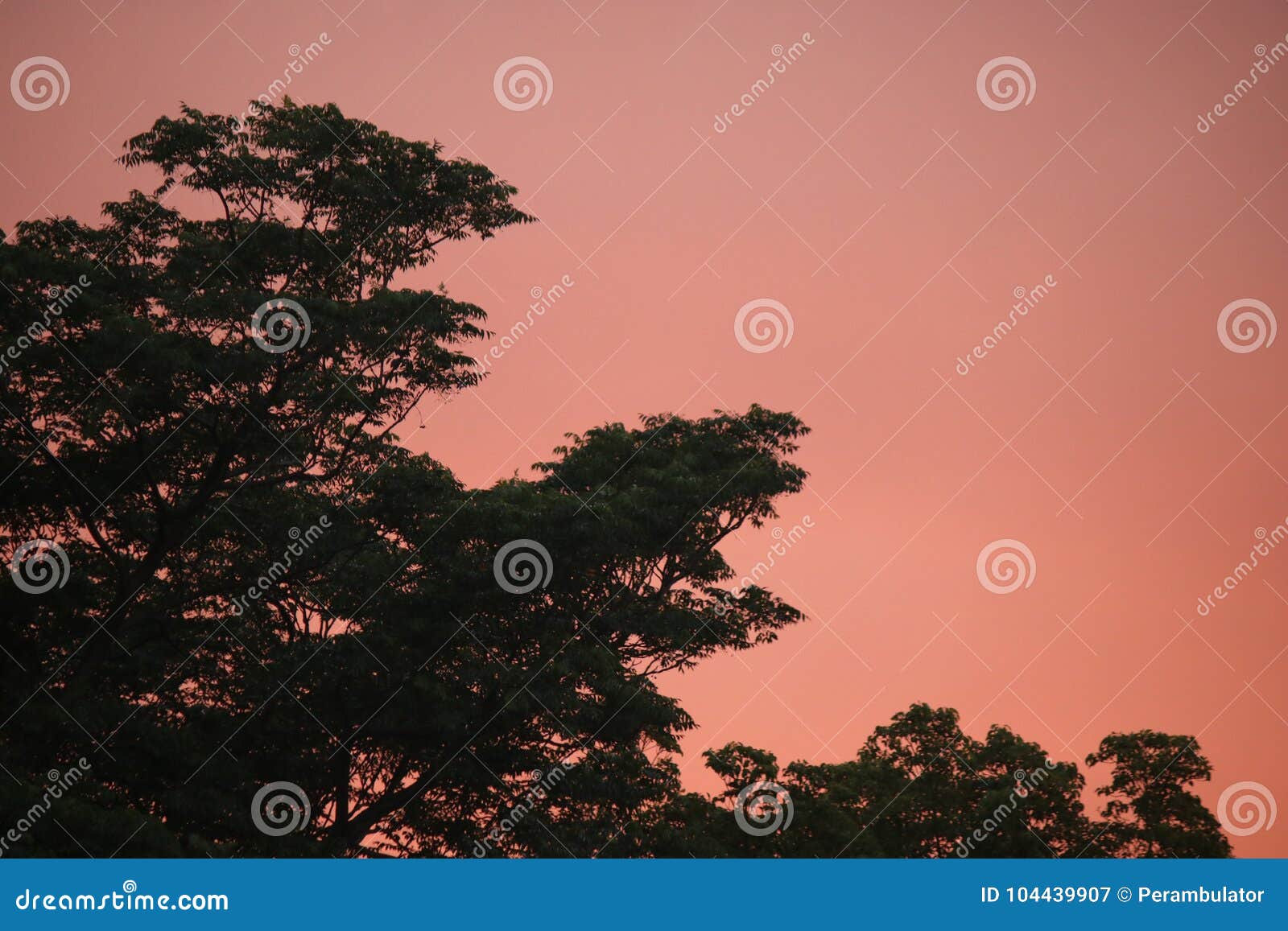 PINK SUNSET SKY and TREE stock image. Image of light - 104439907