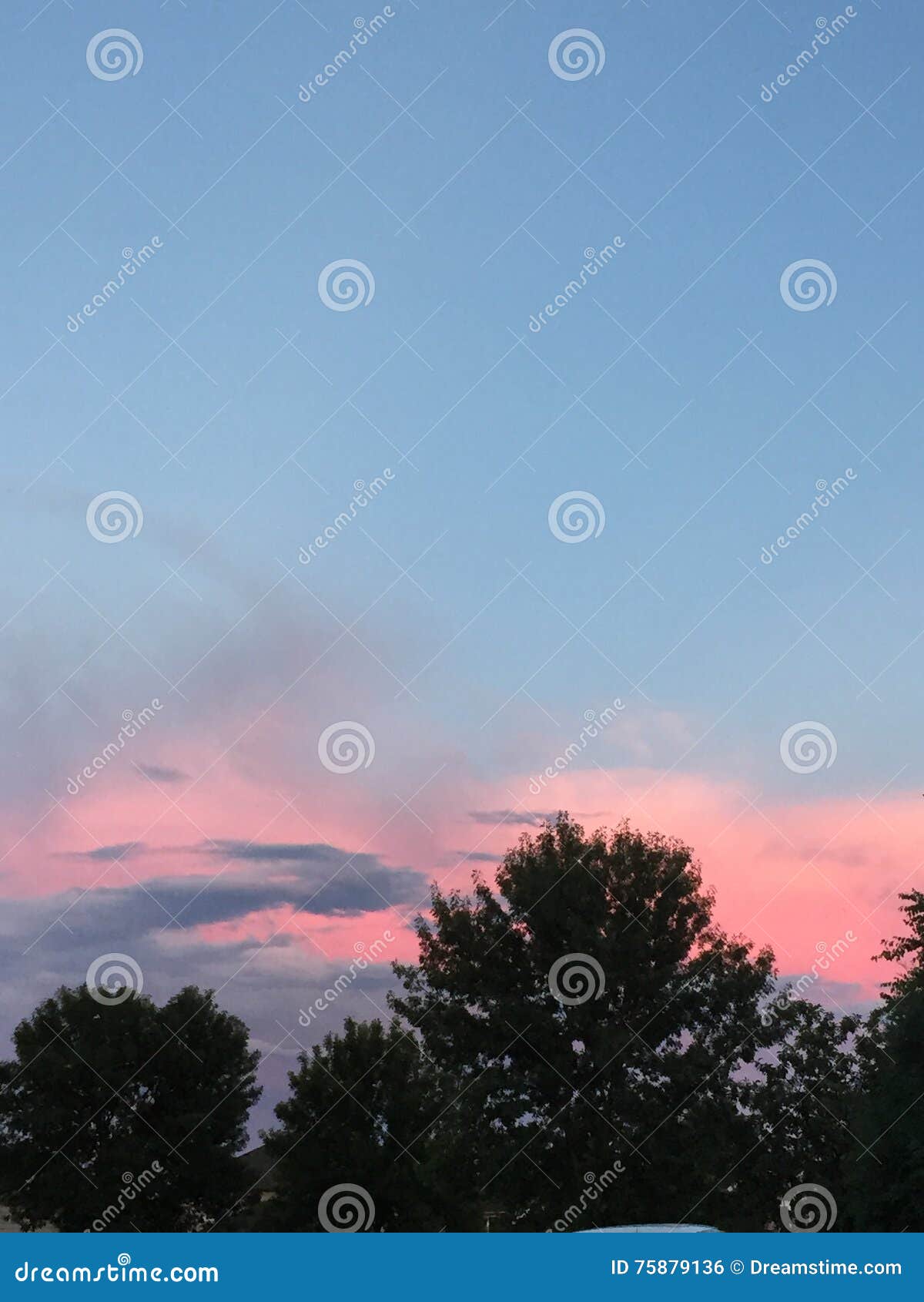 Pink Sunset stock photo. Image of pink, trees, sunset - 75879136