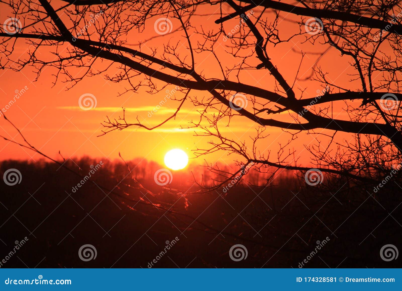 Pink Sunset through Tree Branches Stock Image - Image of nature ...