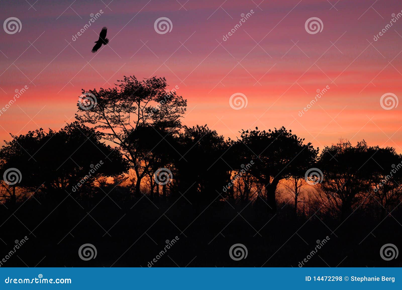 Pink Sunset with Tree S and a Bird Stock Photo - Image of silhouette ...