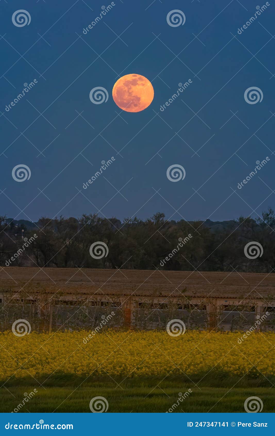 Pink Supermoon stock image. Image of astrology, night - 247347141