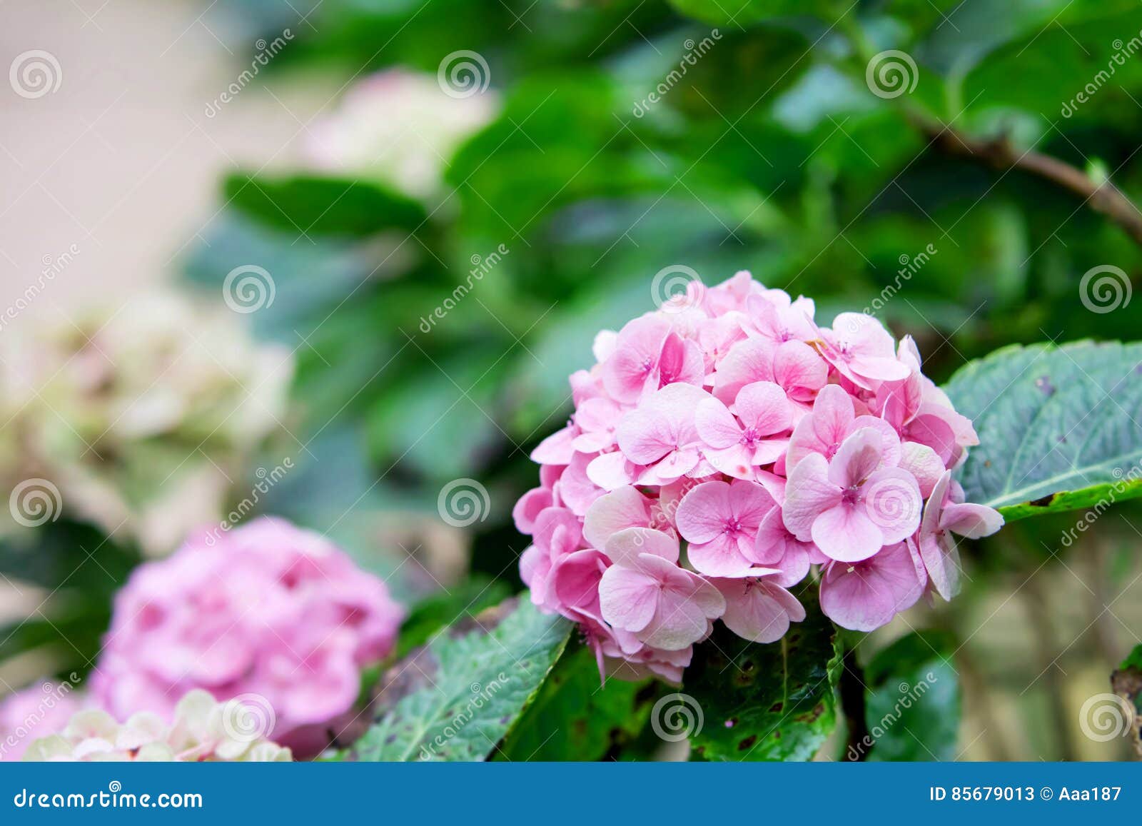 Pink Sweet Hydrangea Flower Stock Image - Image of blossom, light: 85679013