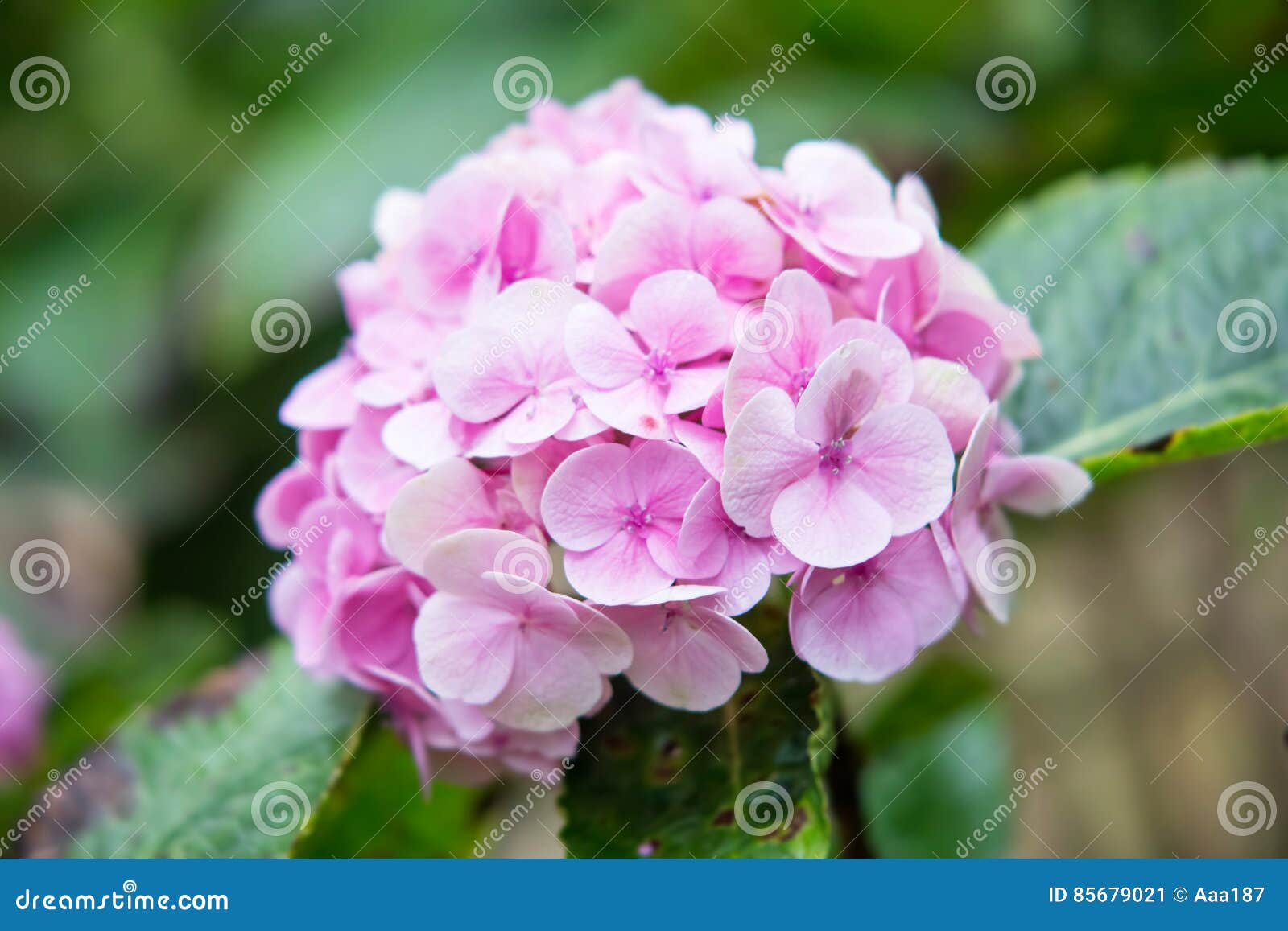 Pink Sweet Hydrangea Flower Stock Image - Image of sweet, macrophylla ...
