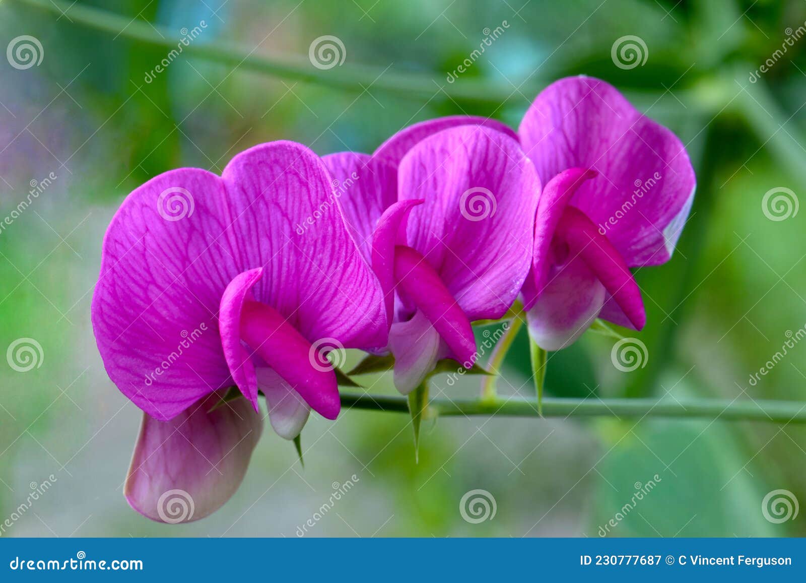 Pink Sweet Perennial Pea Blossom Trio Stock Image - Image of outdoor ...