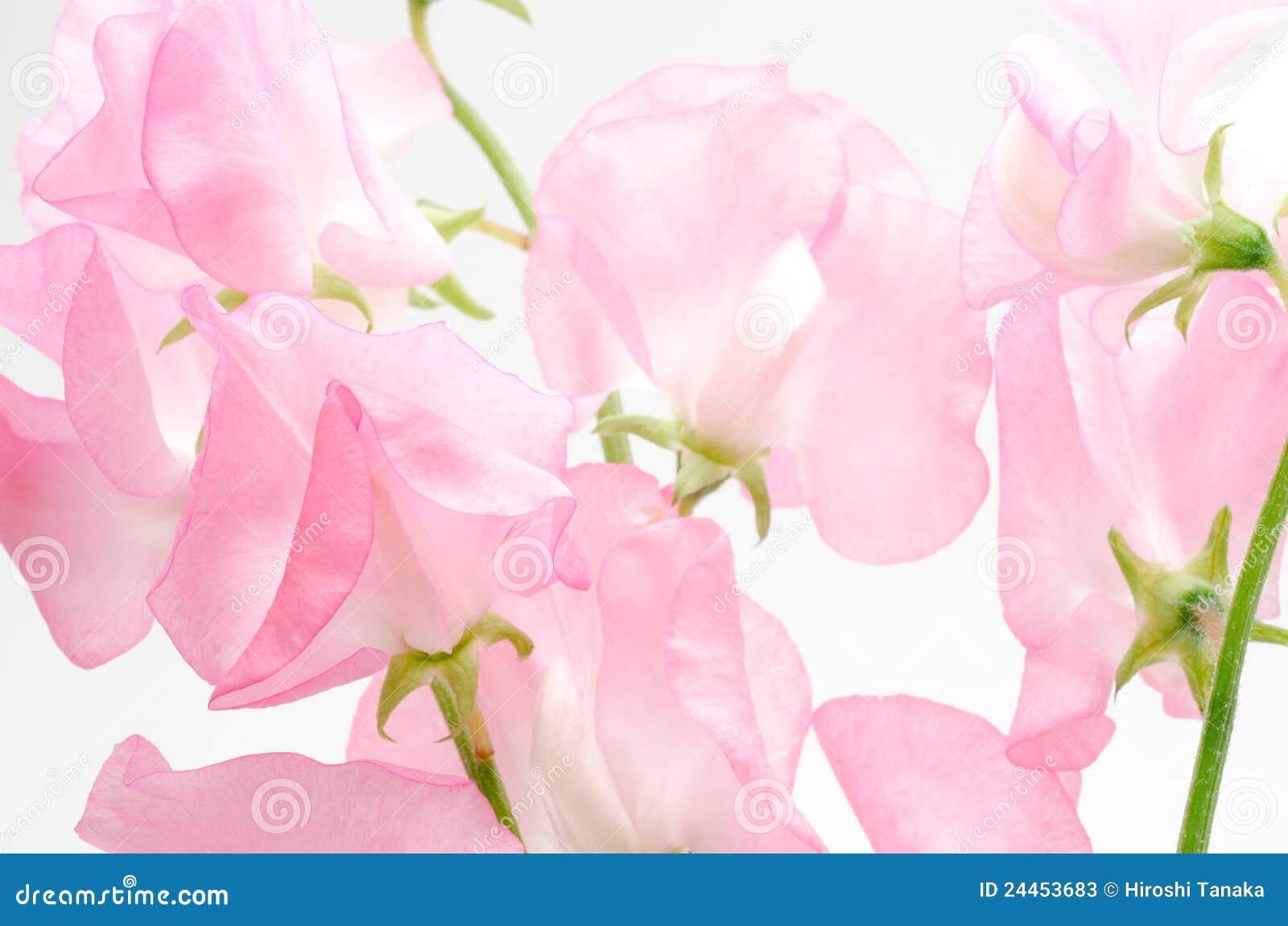 Pink sweet pea stock image. Image of delicate, close - 24453683