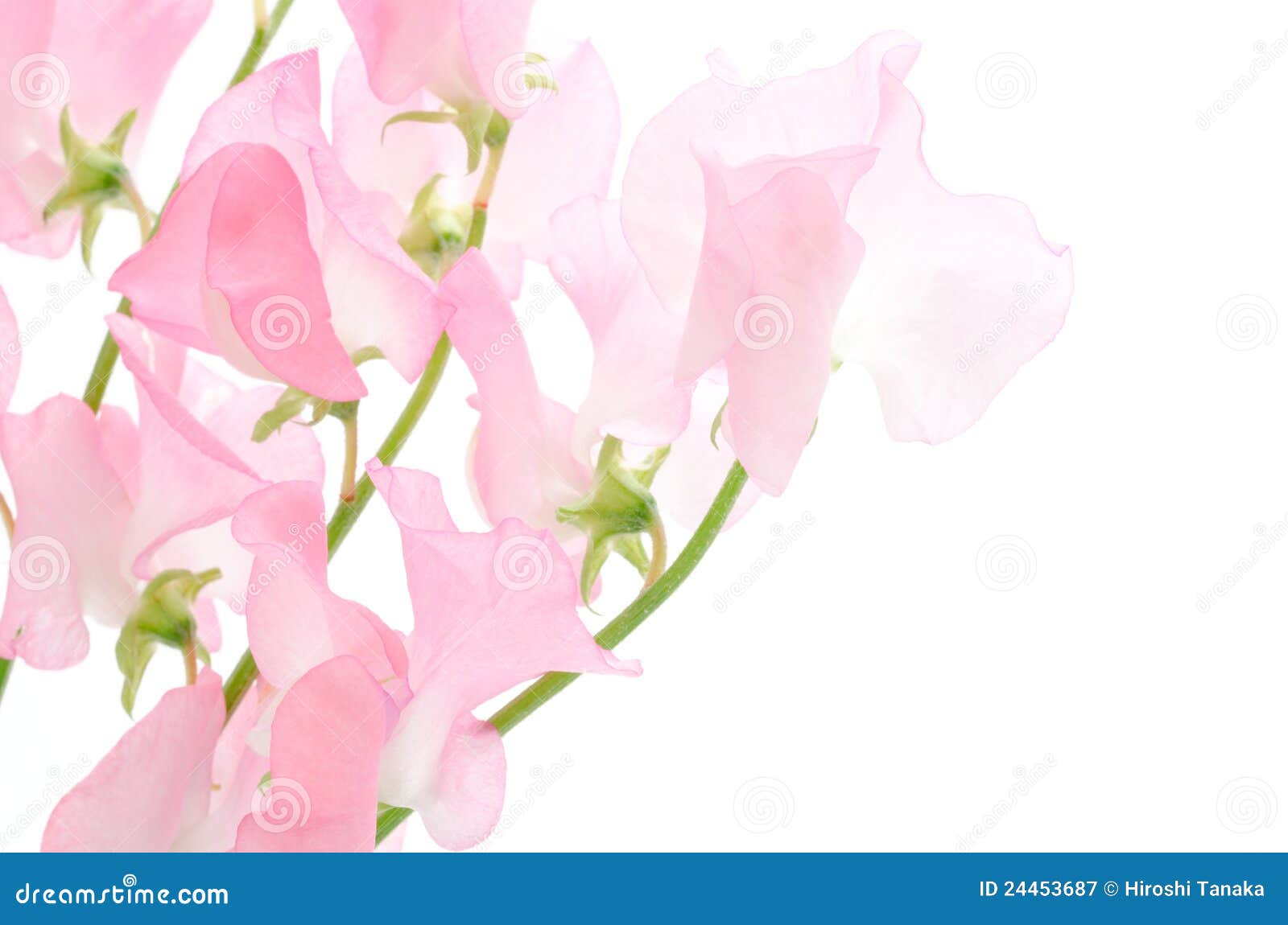 Pink sweet pea stock image. Image of bloom, full, floral - 24453687