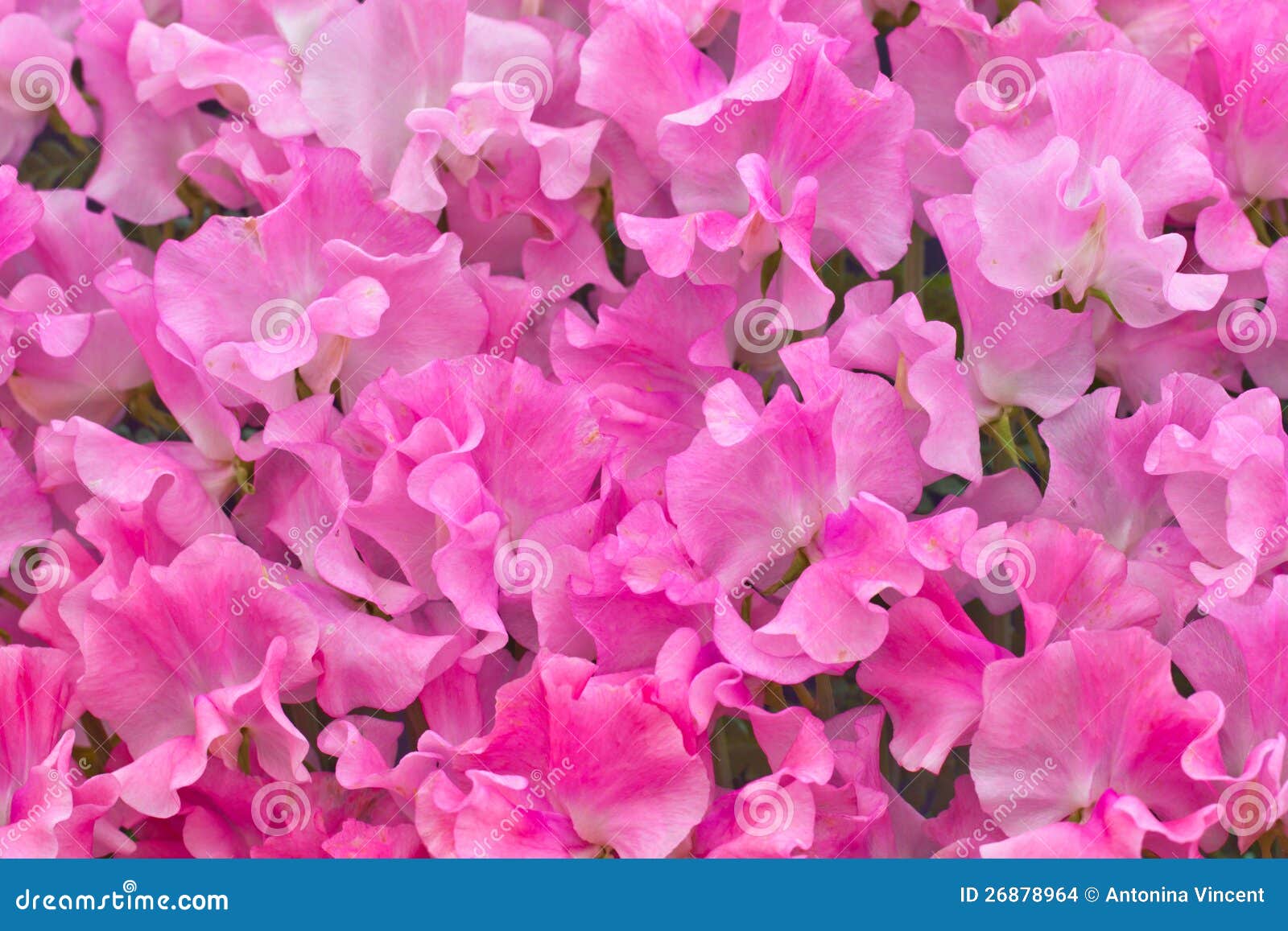 Pink sweet pea flowers stock photo. Image of exhibition - 26878964