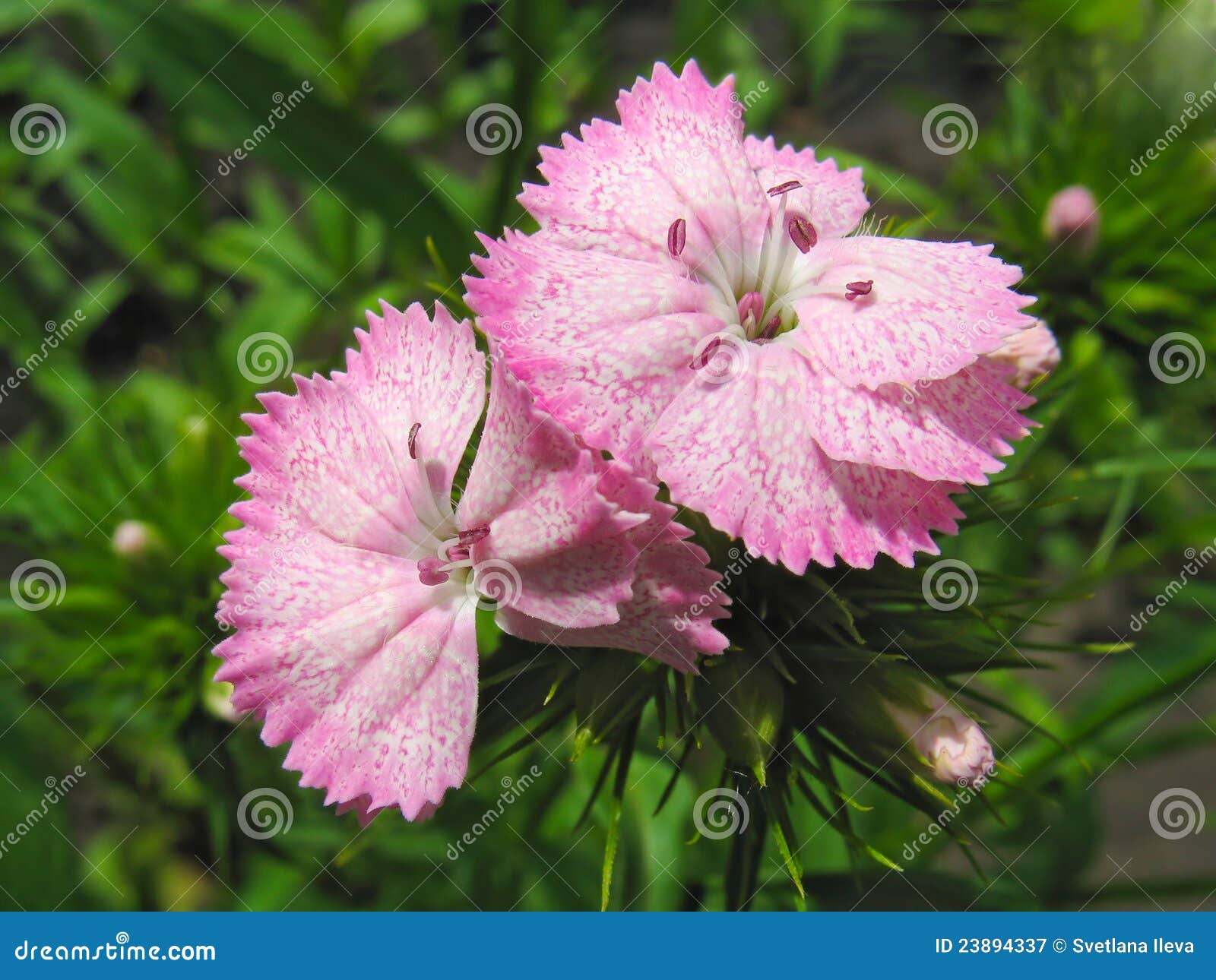 Pink sweet william stock image. Image of barbatus, closeup - 23894337