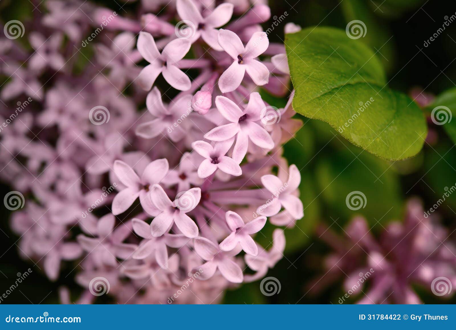 Pink syringa stock photo. Image of floral, pink, syringa - 31784422