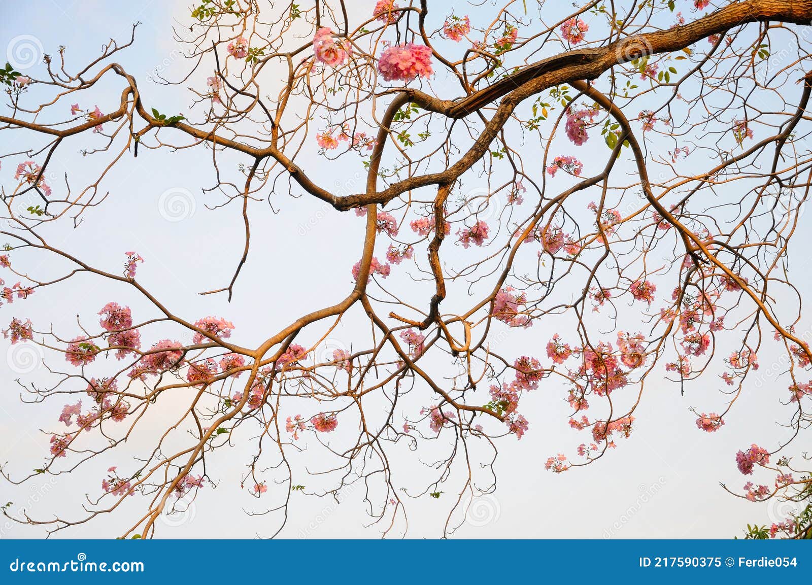 Pink Tabebuia Flowers stock image. Image of flowers - 217590375