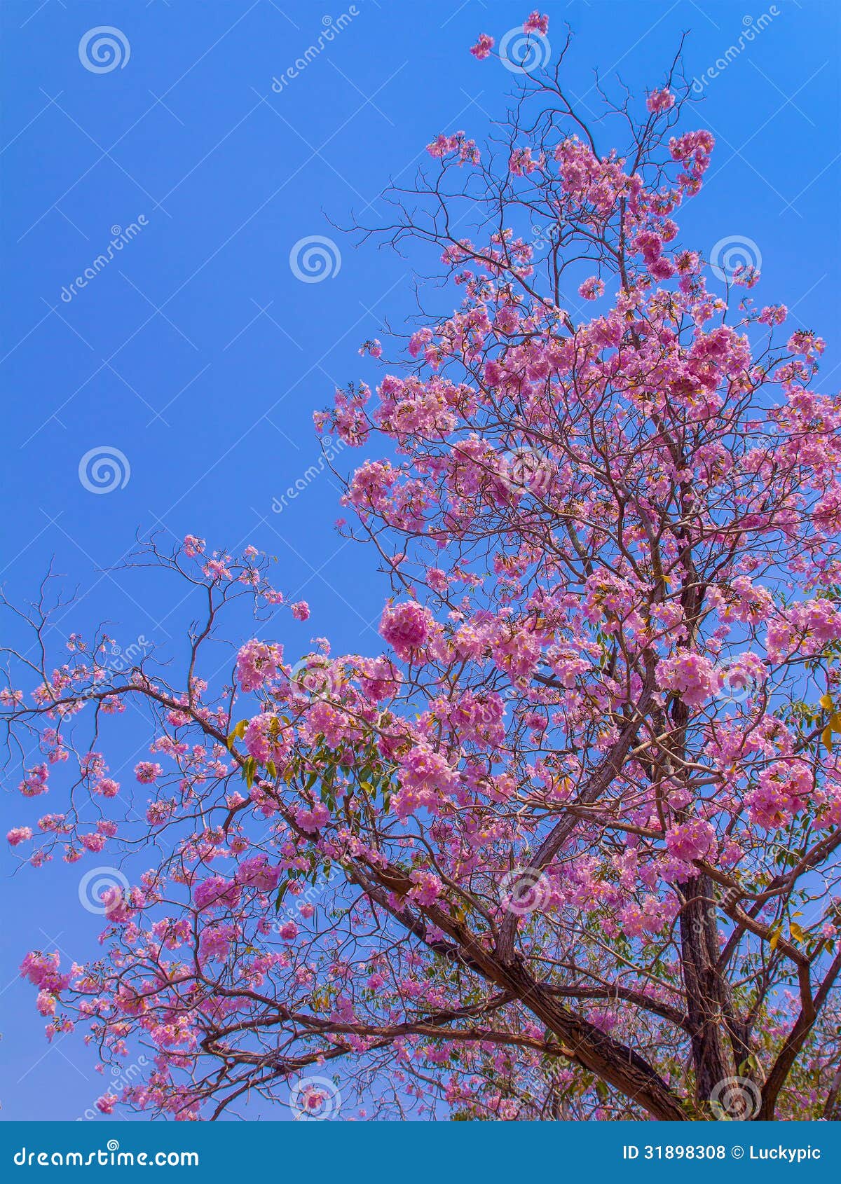 Pink Tabebuia Tree Blooming Against Blue Sky Stock Photo - Image of ...