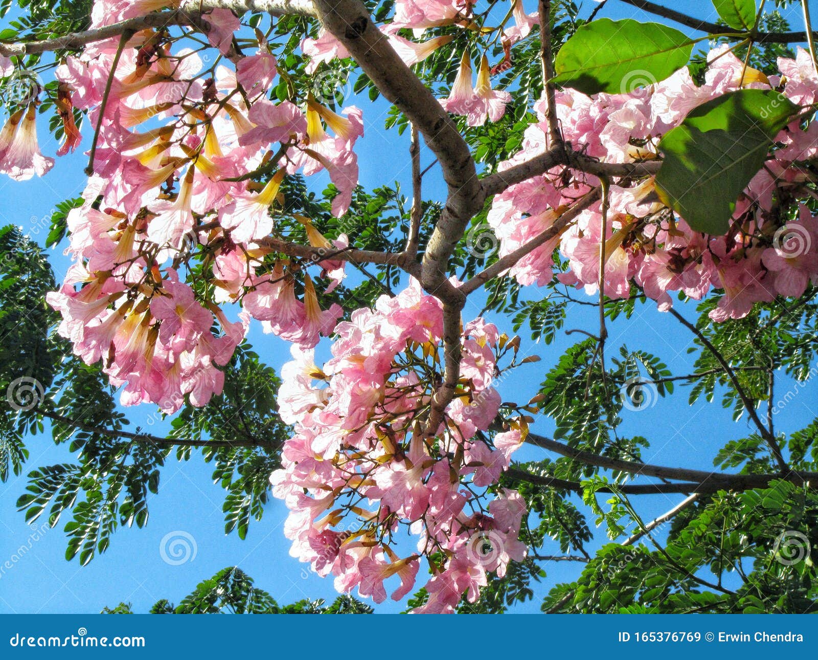 Tabebuya Stock Photos - Download 48 Royalty Free Photos