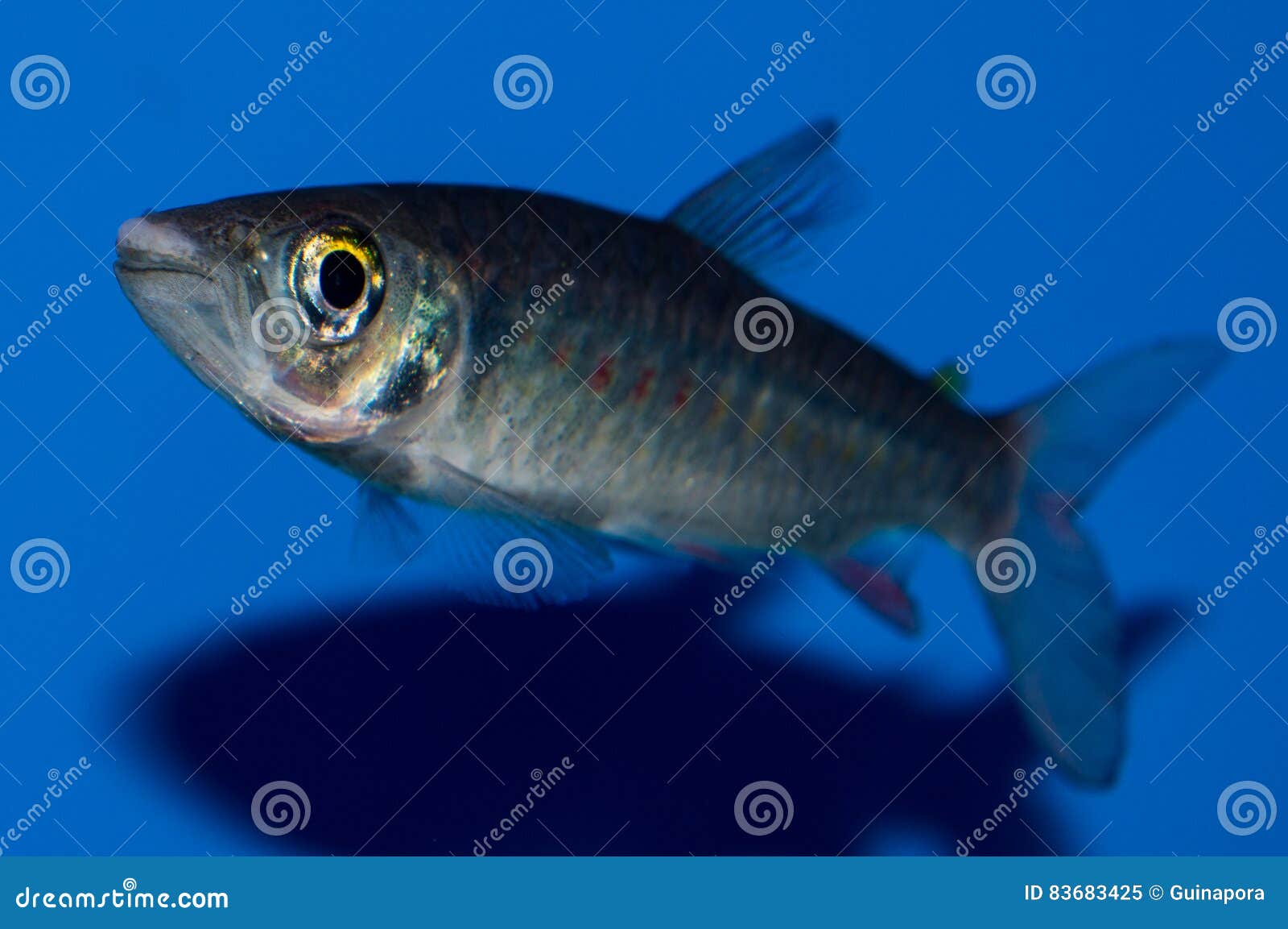 Pink Tail Chalceus stock image. Image of characin, water - 83683425