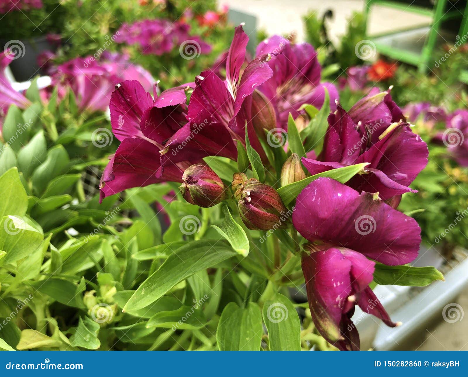 Tamara Flowers Stock Photos - Free & Royalty-Free Stock Photos from ...