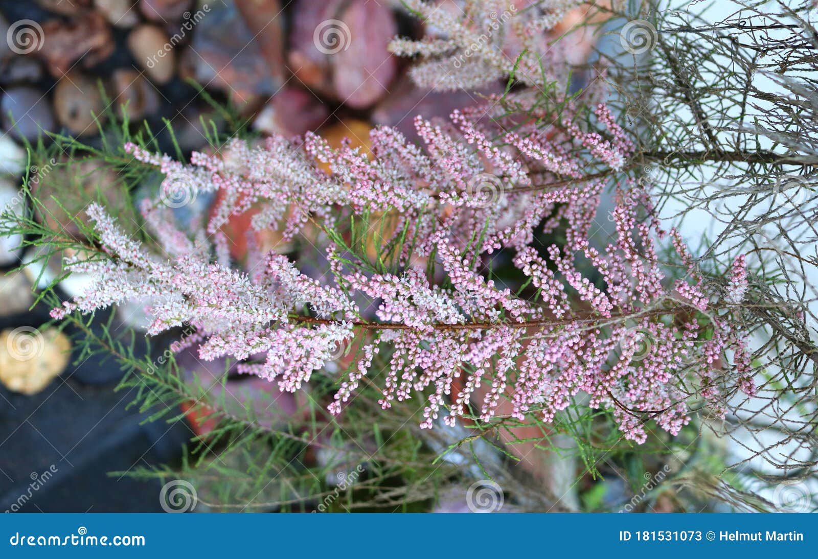 Pink Tamarisk Flowers Close Up Stock Image - Image of blüten, spring ...