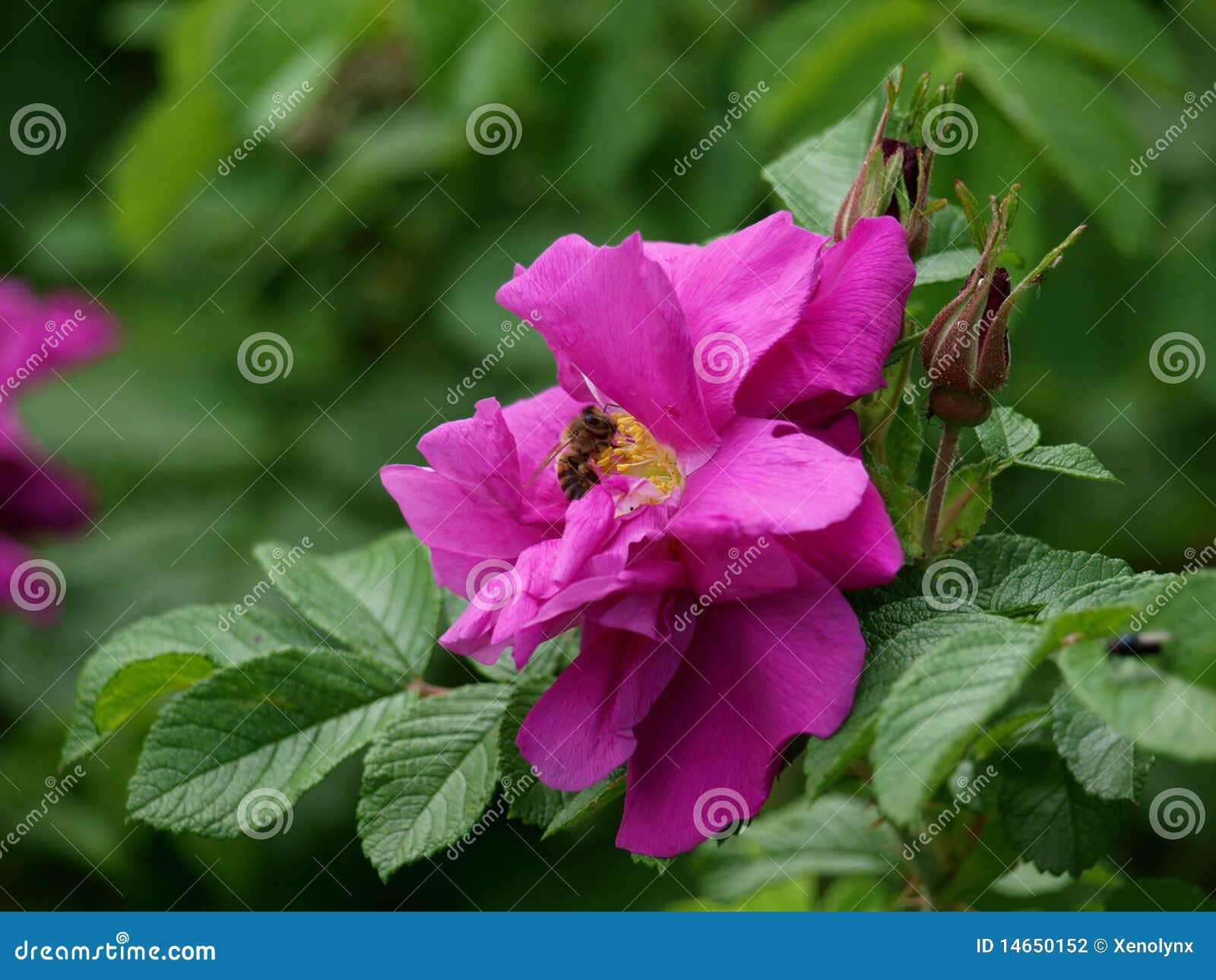 Pink tea rose stock photo. Image of pink, flora, green - 14650152