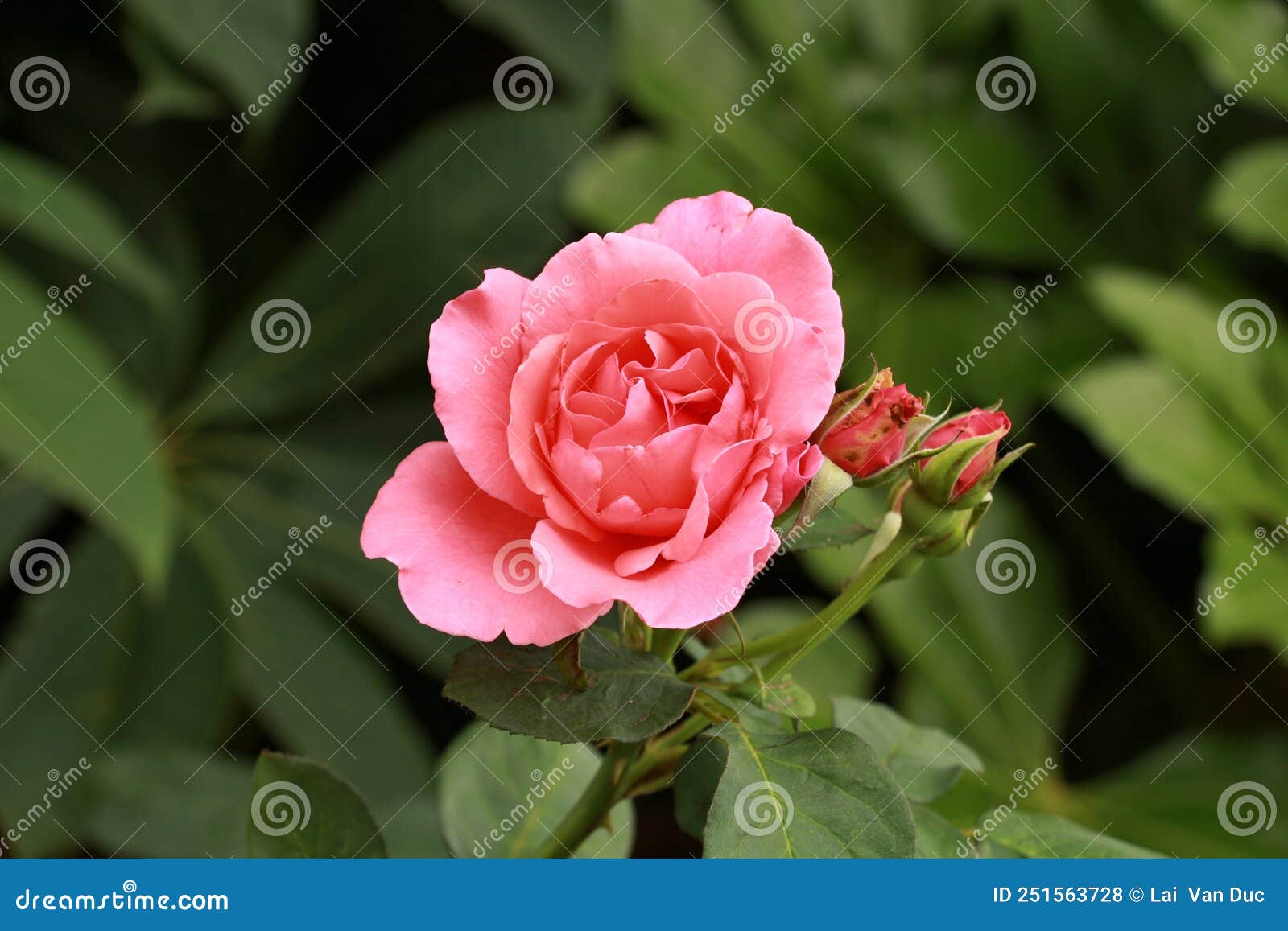 A Pink Tea Rose Background. Rose Image As Design Background. Yellow ...