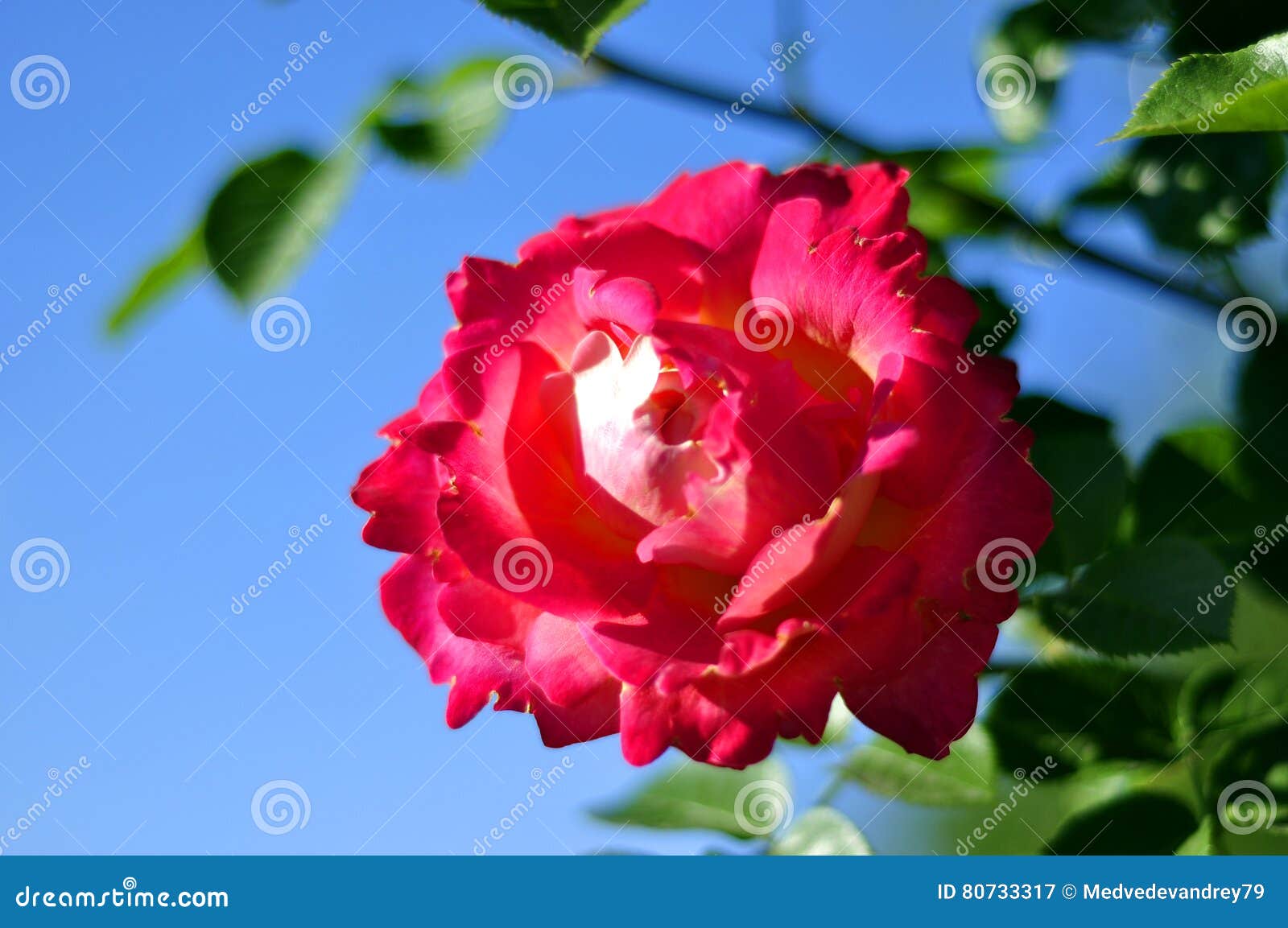 Pink Tea Rose on a Background of Blue Sky. Stock Image - Image of ...