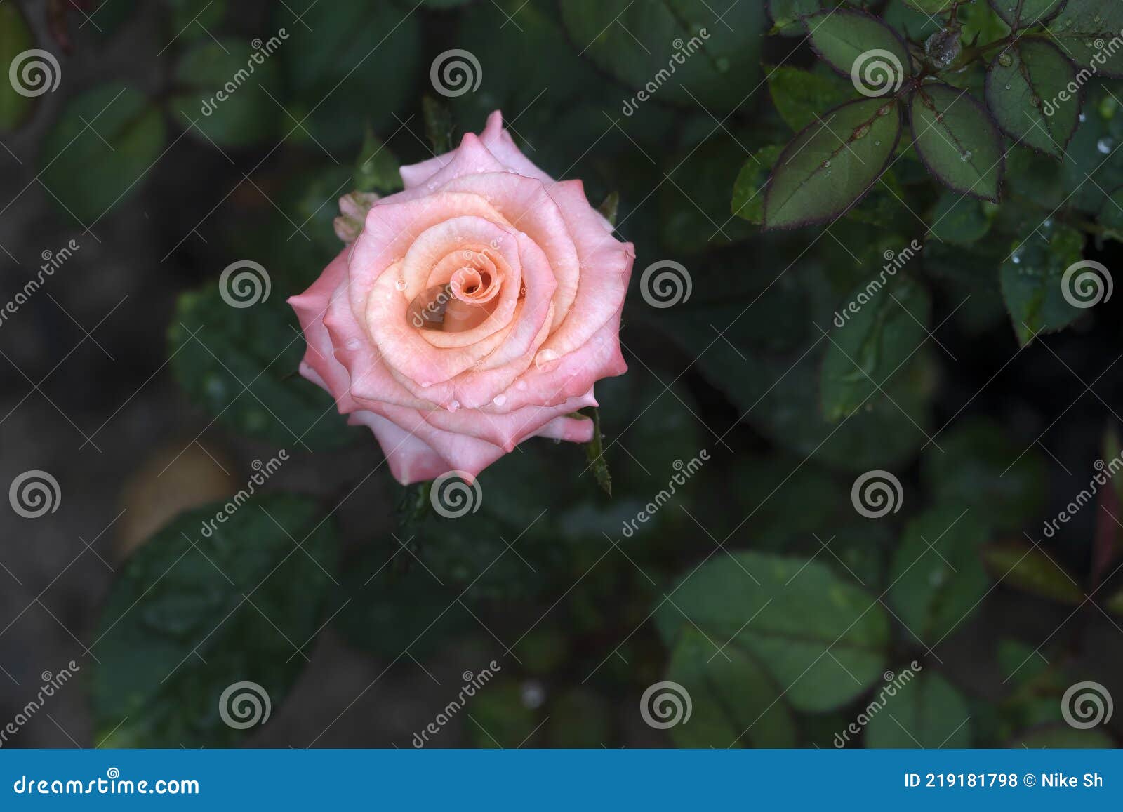 Pink Tea Rose stock photo. Image of background, cluster - 219181798