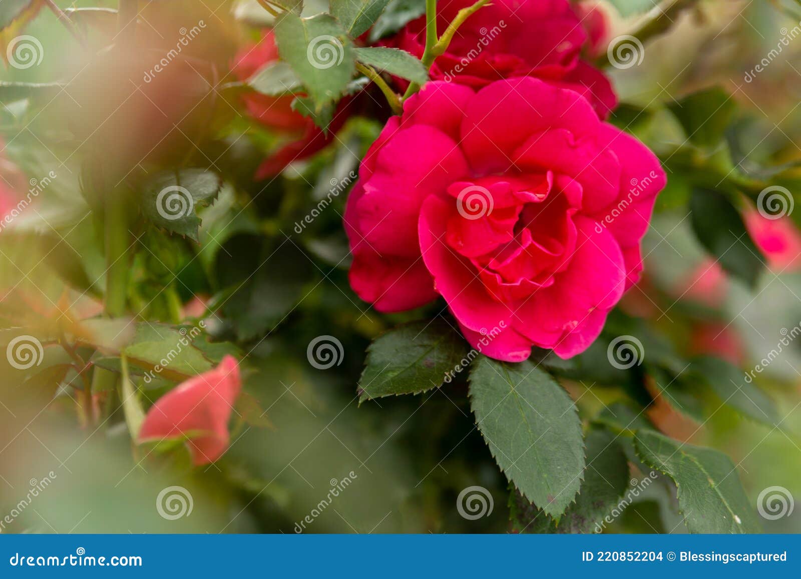 A pink tea rose bush stock photo. Image of close, floral - 220852204