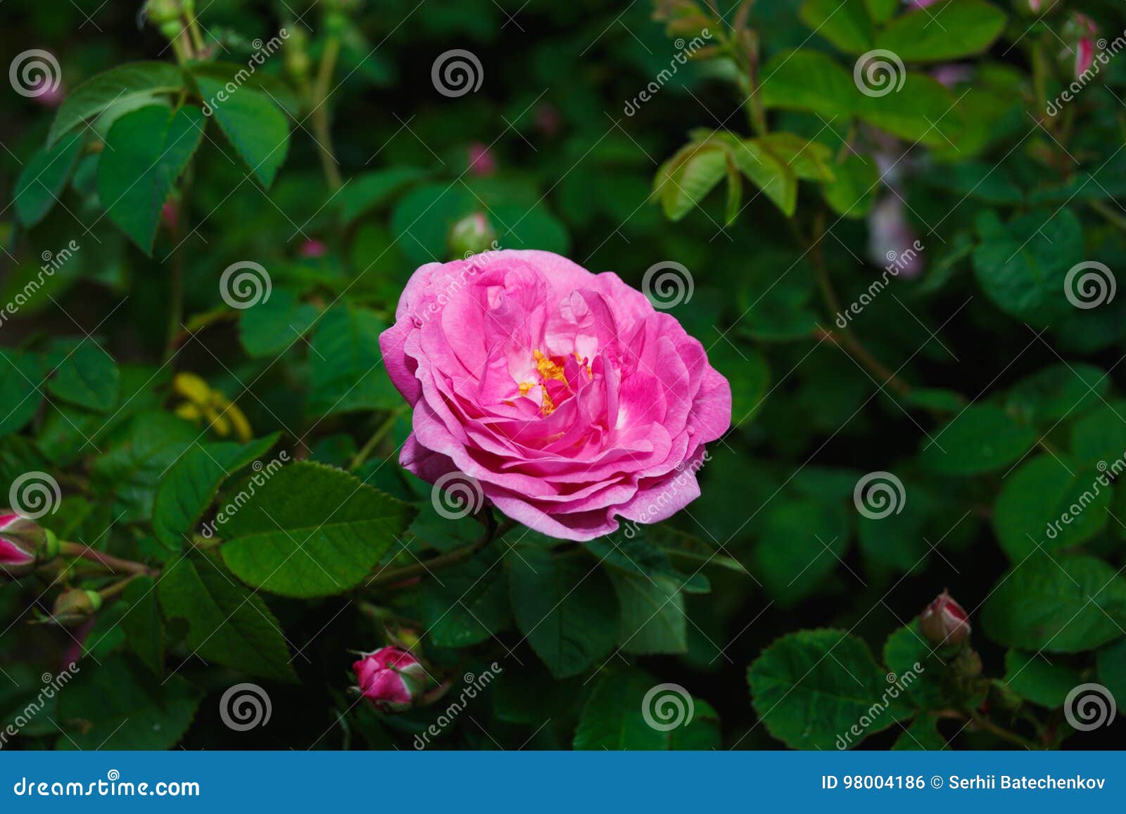 Pink tea rose stock photo. Image of petal, flora, leaf - 98004186