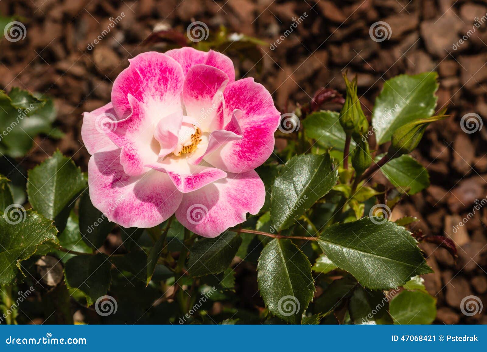Pink tea rose stock image. Image of flower, rosa, pink - 47068421