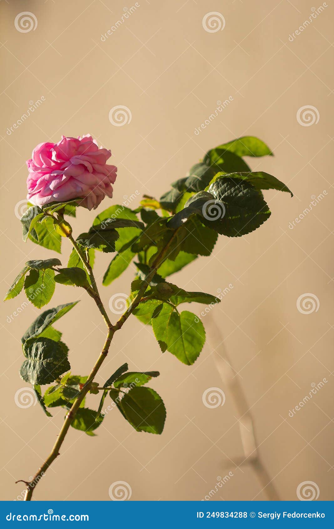 Pink Tea Rose Flower Summer Background Stock Photo - Image of closeup ...