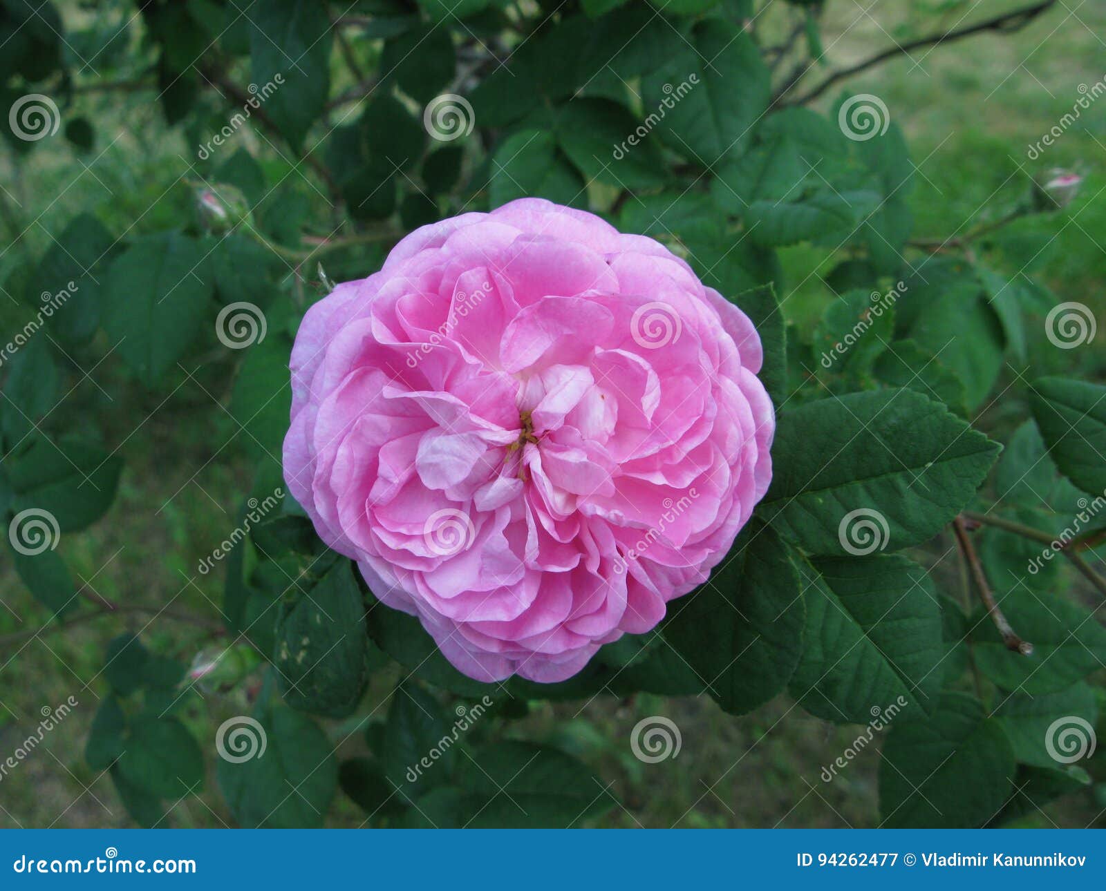 Pink tea rose stock image. Image of bush, pink, beauty - 94262477