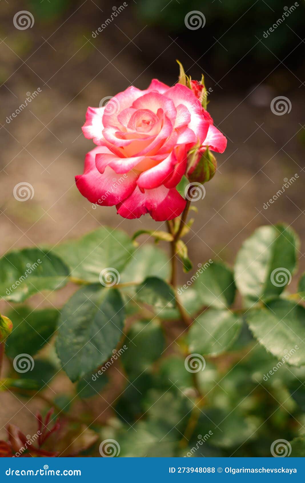 Pink Tea Rose in the Summer Garden Stock Photo - Image of background ...