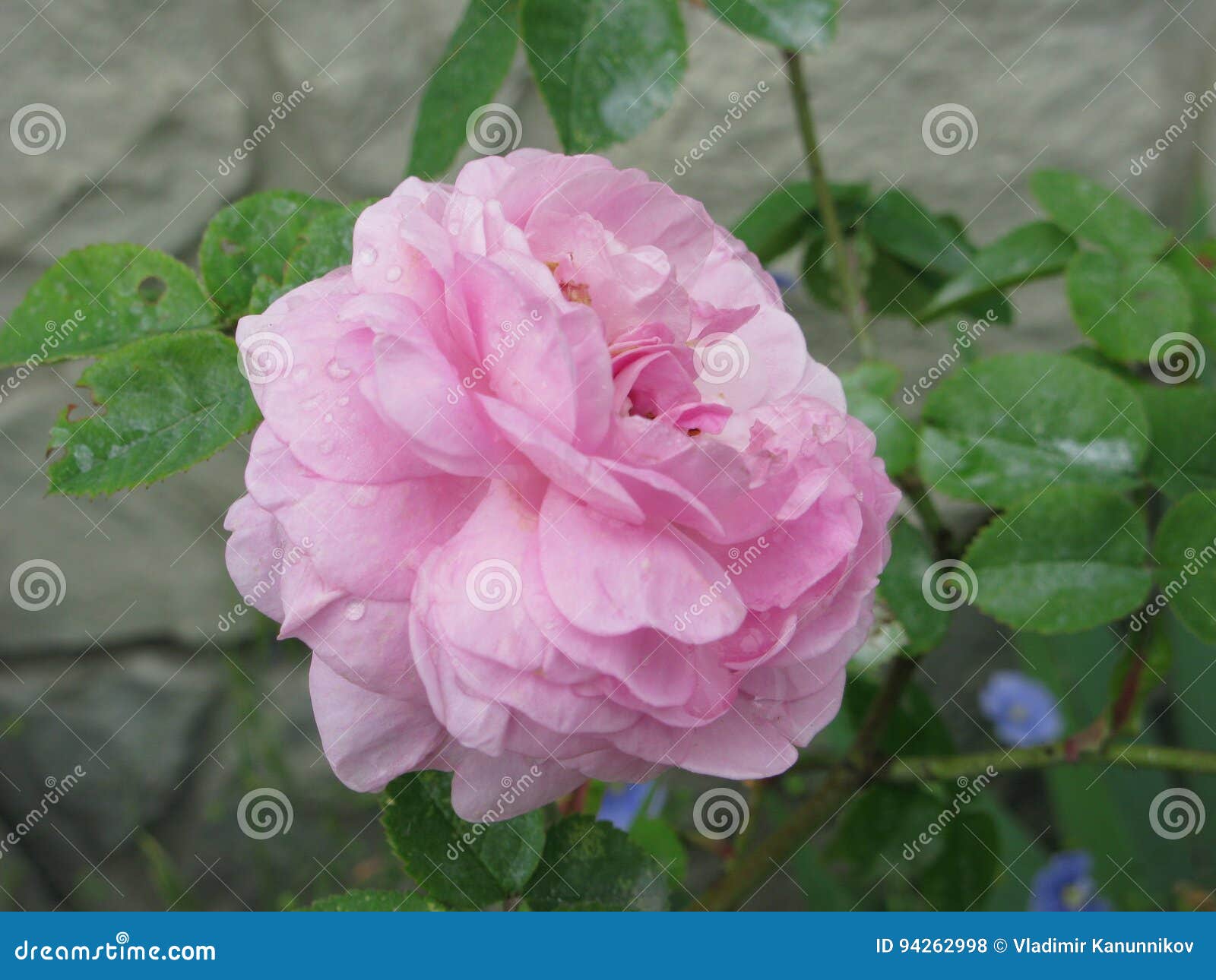 Pink tea rose stock photo. Image of rain, green, garden - 94262998