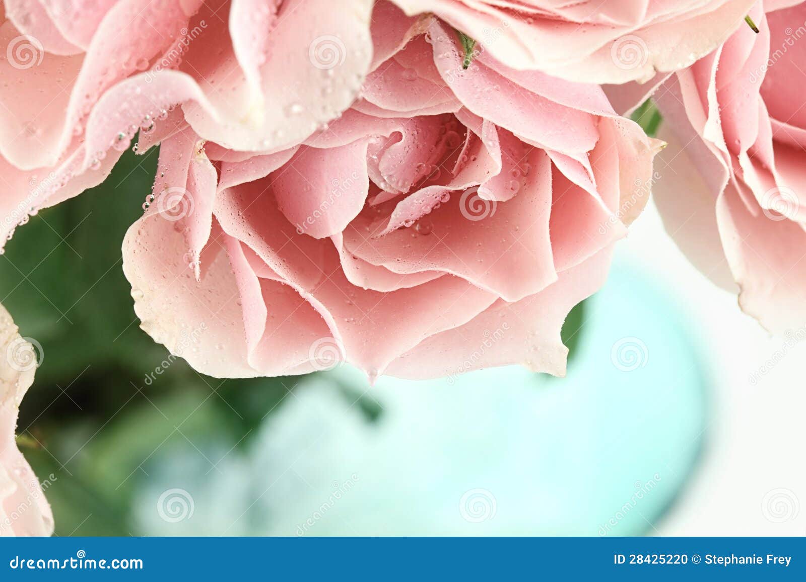 Pink Tea Roses stock photo. Image of flower, full, affection - 28425220